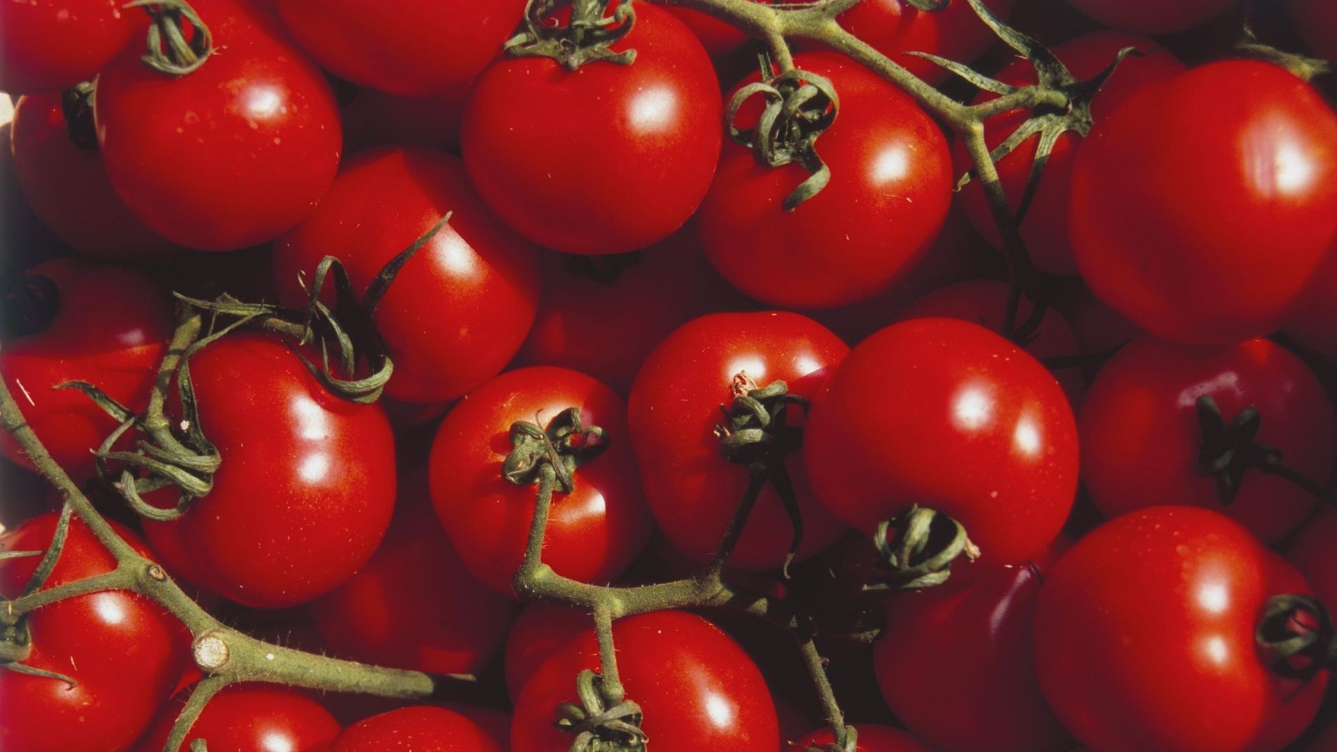A chaque variété de tomates sa recette ! - RTBF Actus