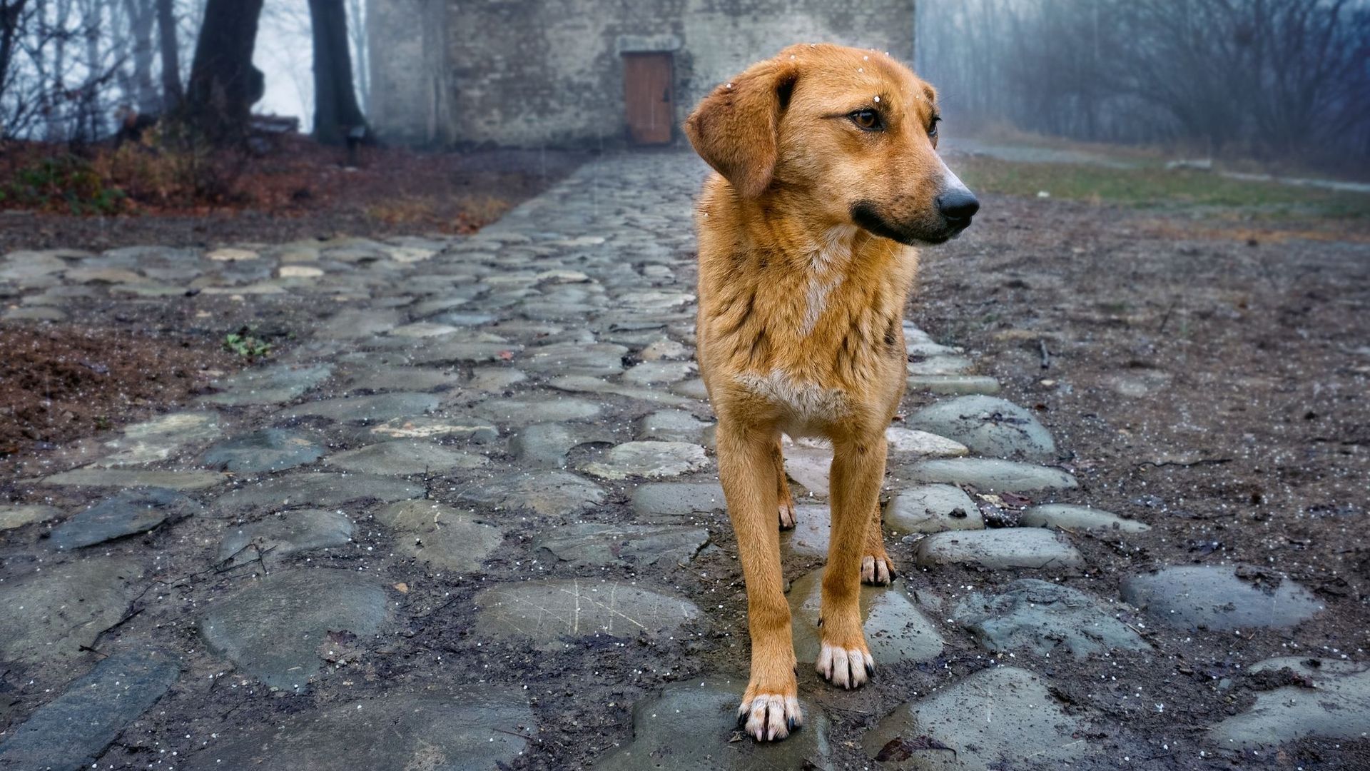 L'application qui va aider les animaux perdus ou blessés ! - RTBF Actus