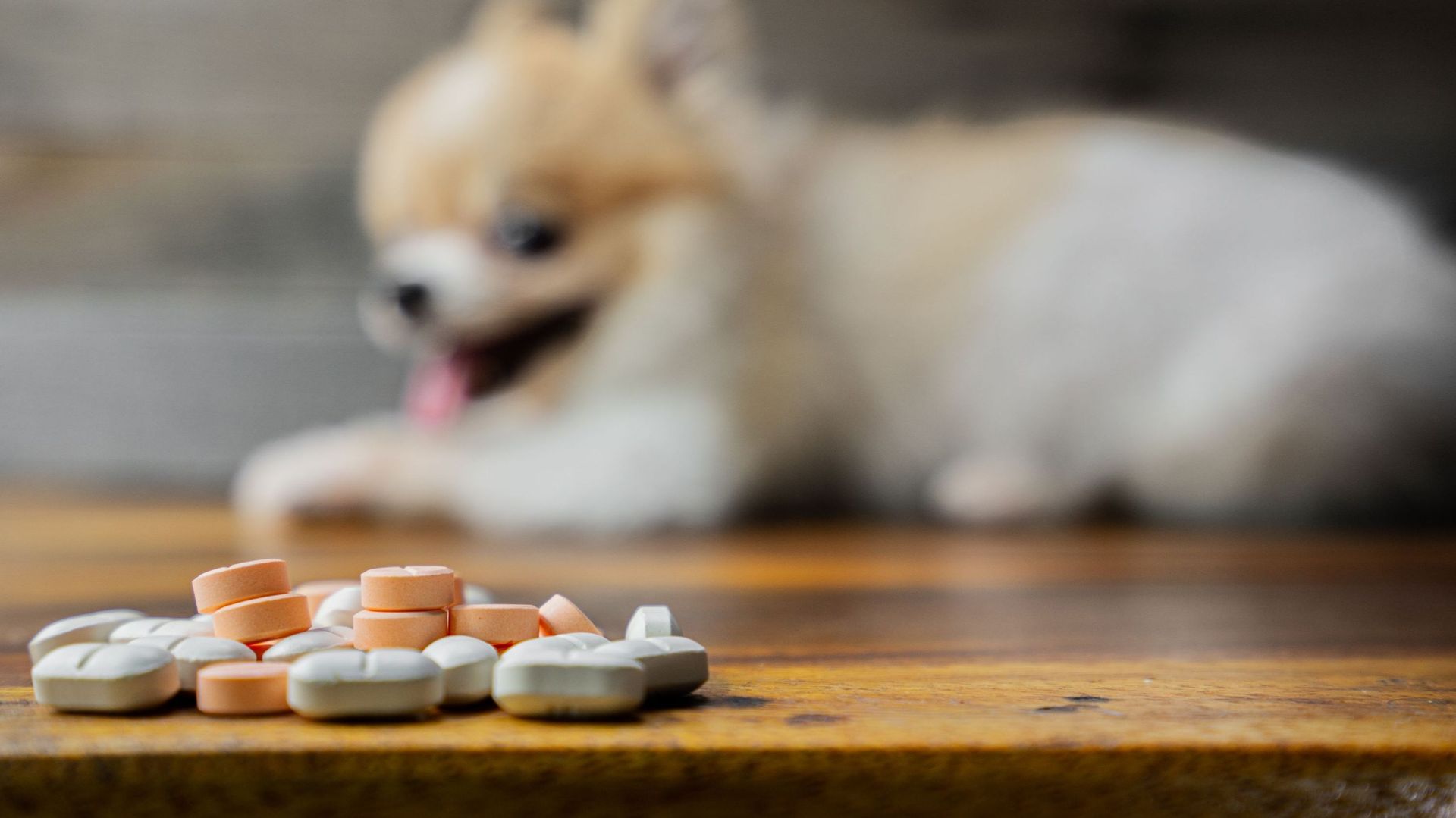 Que faire avec les médicaments périmés de votre animal de compagnie ...
