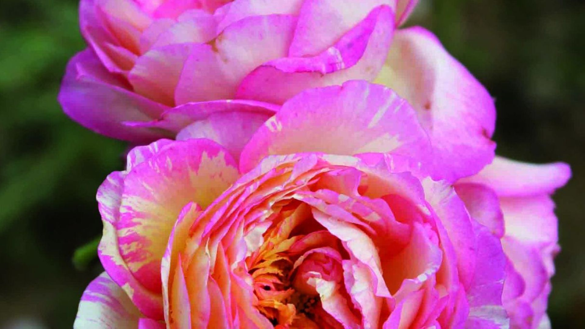 La rose Marc Chagall dévoilée au public pour l'anniversaire de la ...