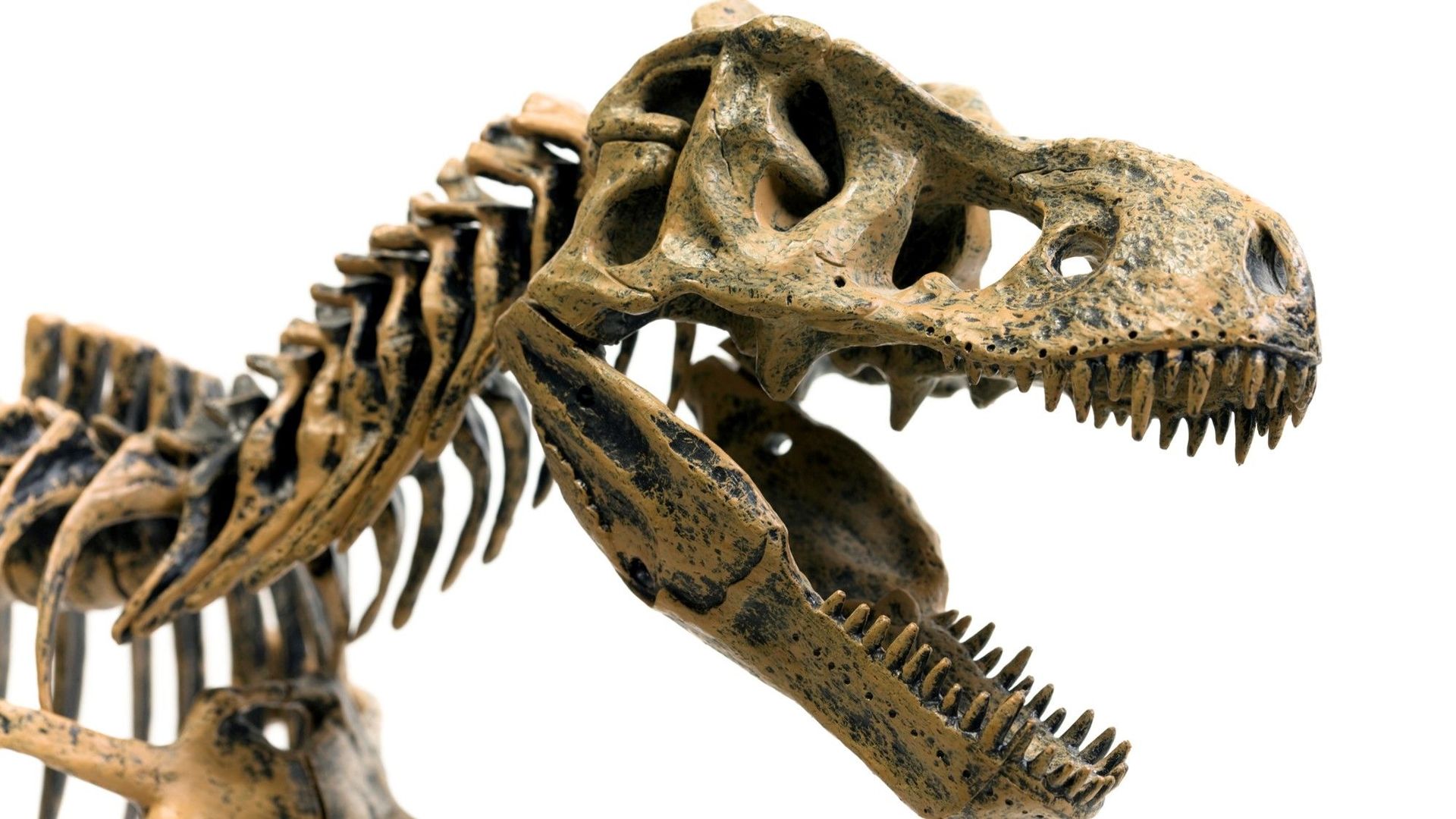 Dinos, dinos, dinos ! - RTBF Actus