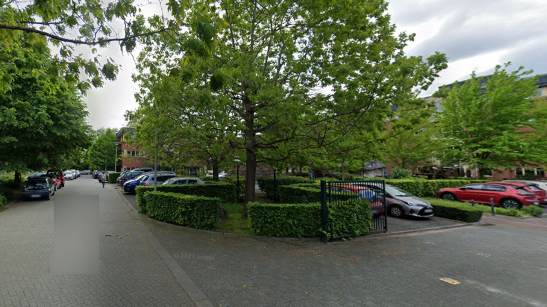 Découvrez les coulisses des préparatifs de l’exposition d’amaryllis au ...