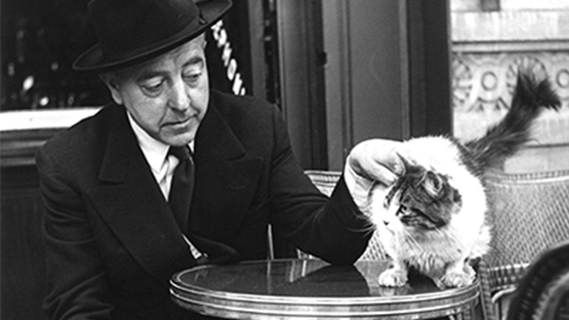 Le chat s'expose en photo - RTBF Actus