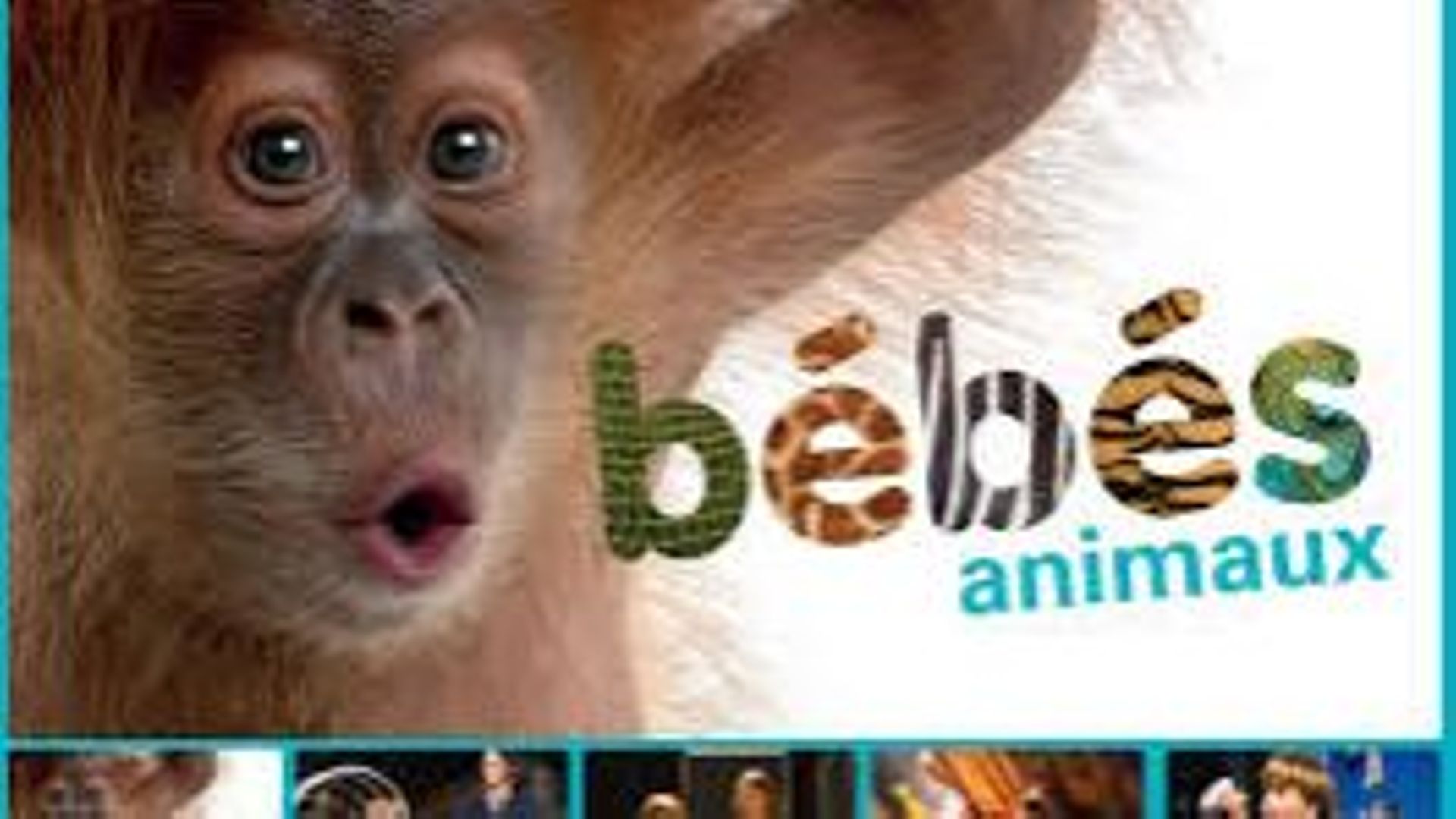 Découvrez tout sur les bébés animaux - RTBF Actus