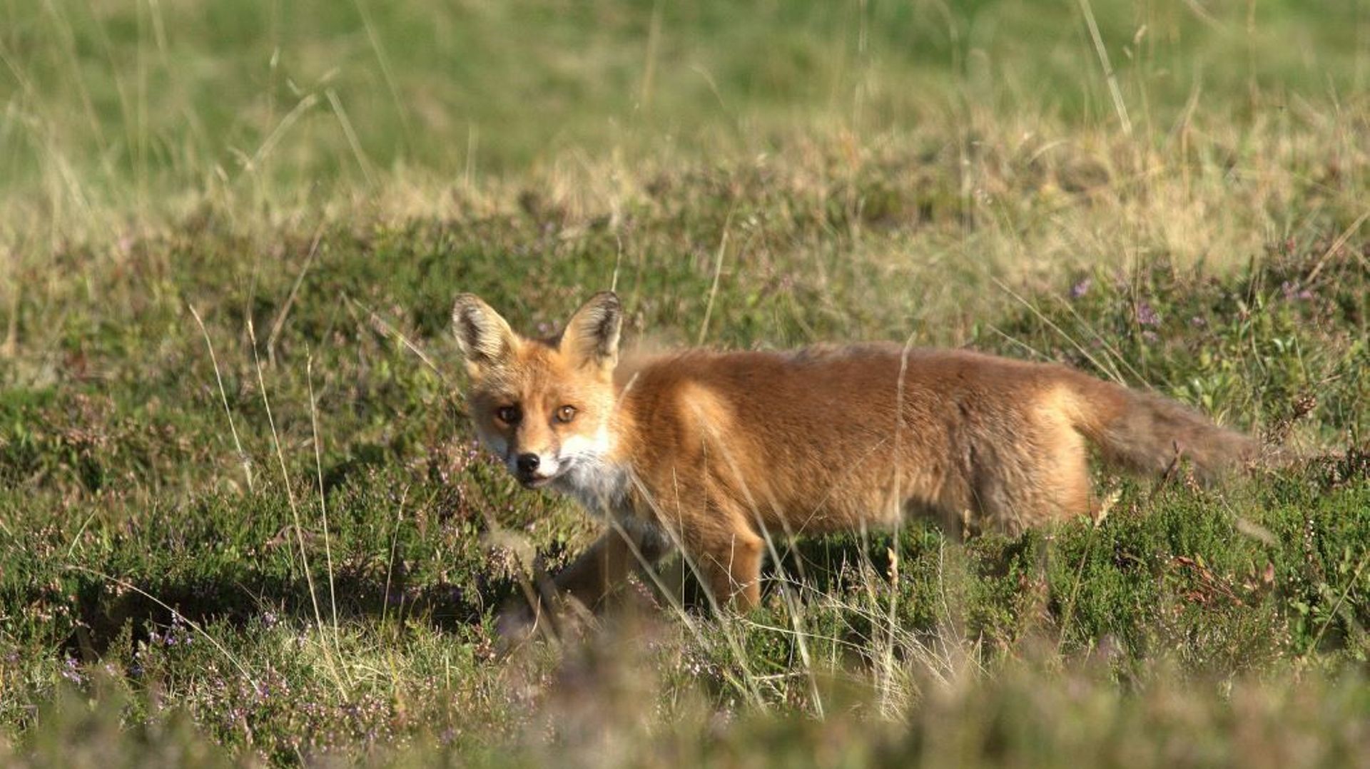 Tournai: le retour mortel du goupil - RTBF Actus