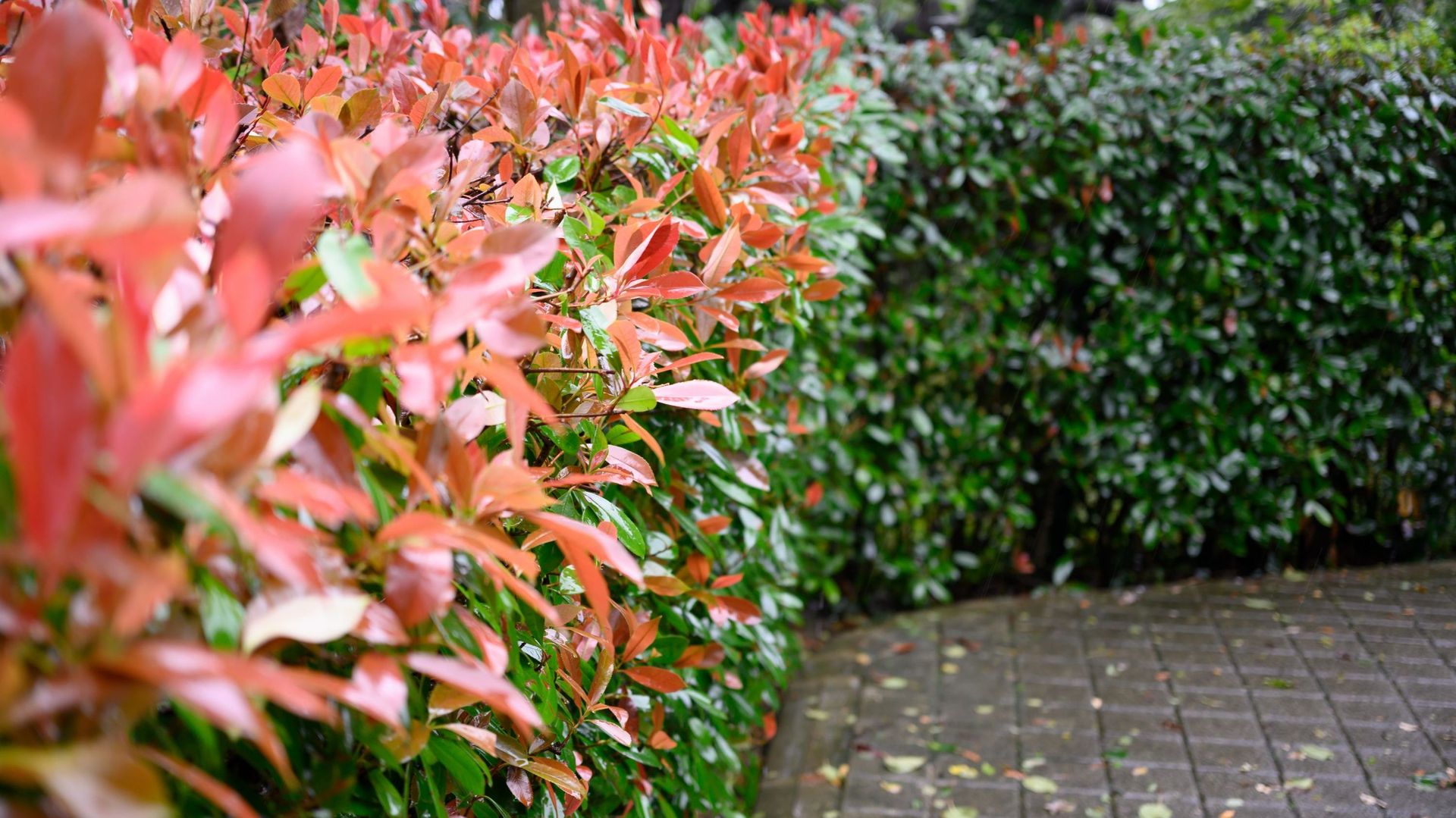 Des Photinia et des hellébores au feuillage panaché pour illuminer un ...