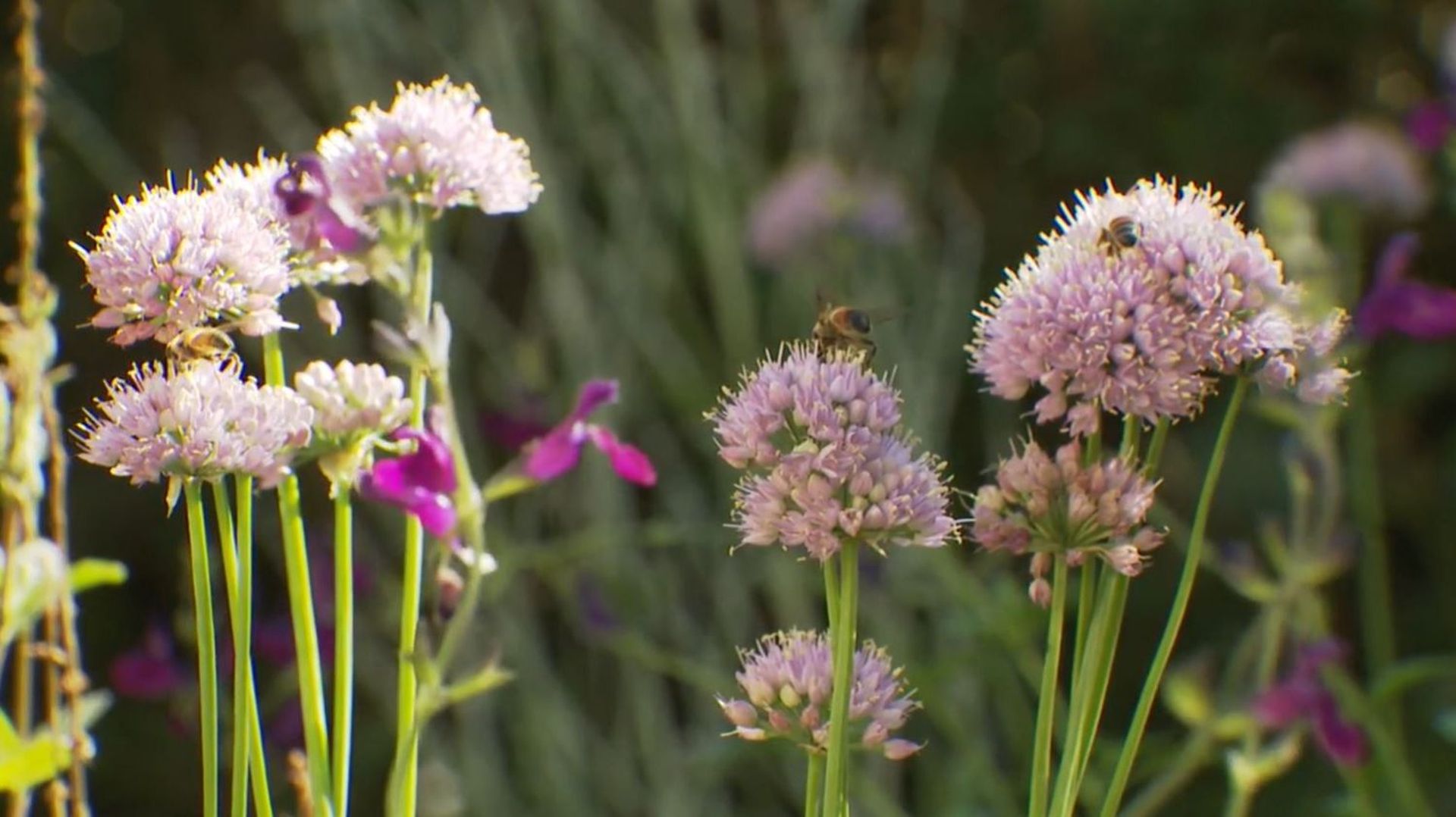 La culture de l'ail ornemental : un ajout éclatant au jardin - RTBF Actus