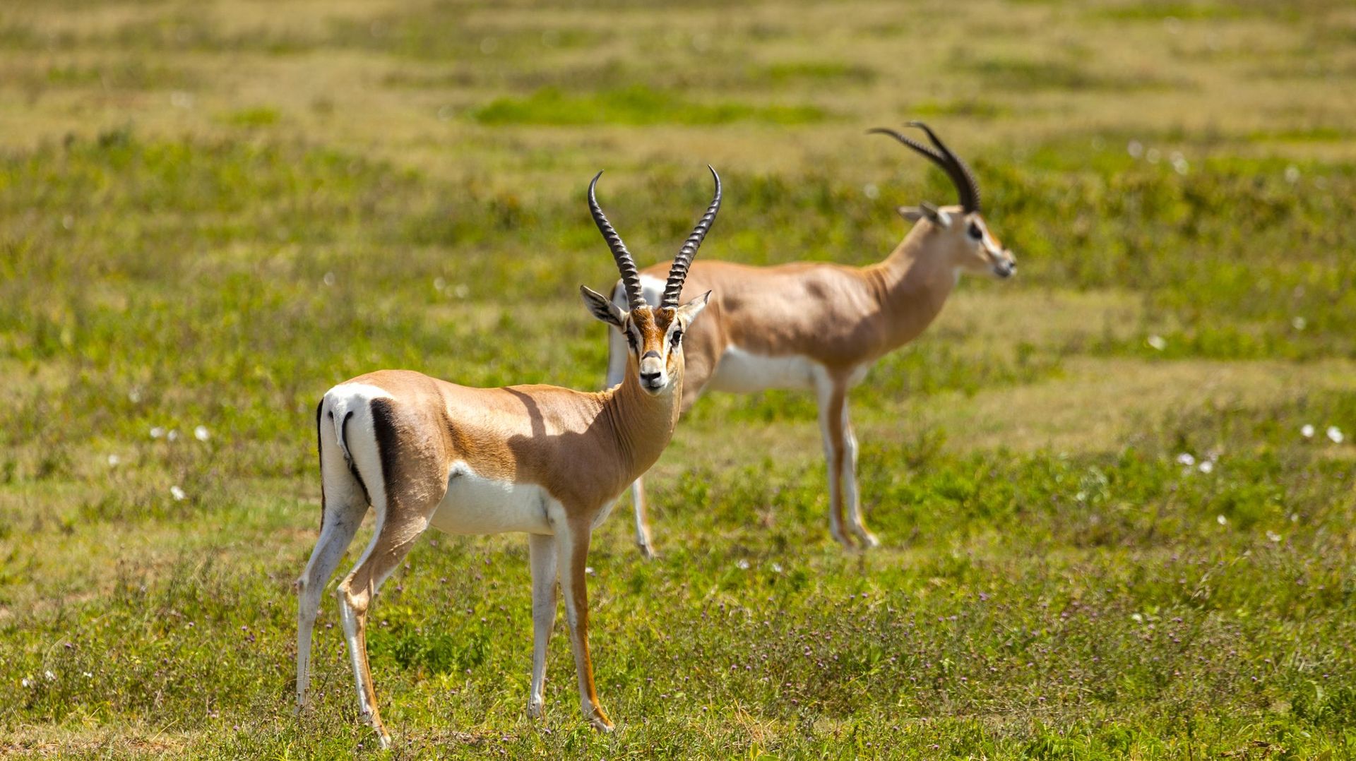 Des tonnes de 'viande de brousse' venant d'Afrique arrivent en Belgique ...