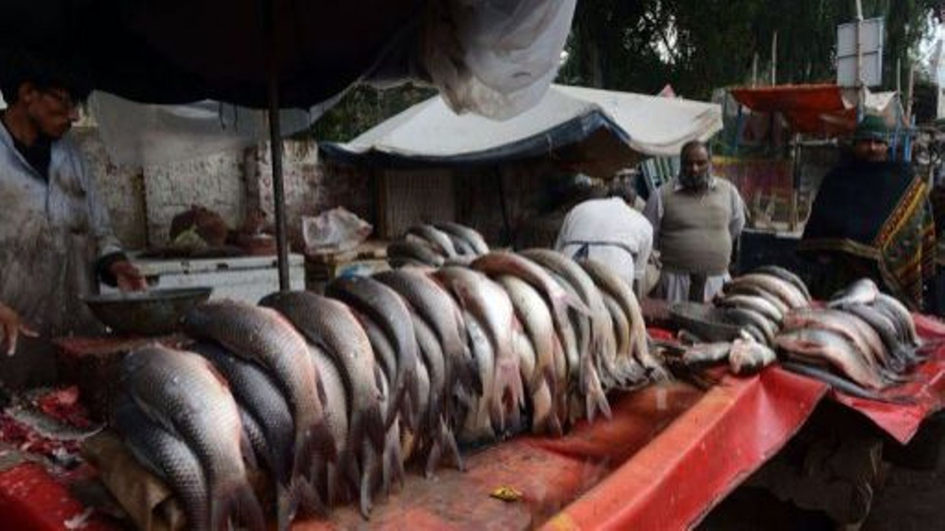 Un vendeur de poisson pakistanais propulsé star de la pop en Occident ...
