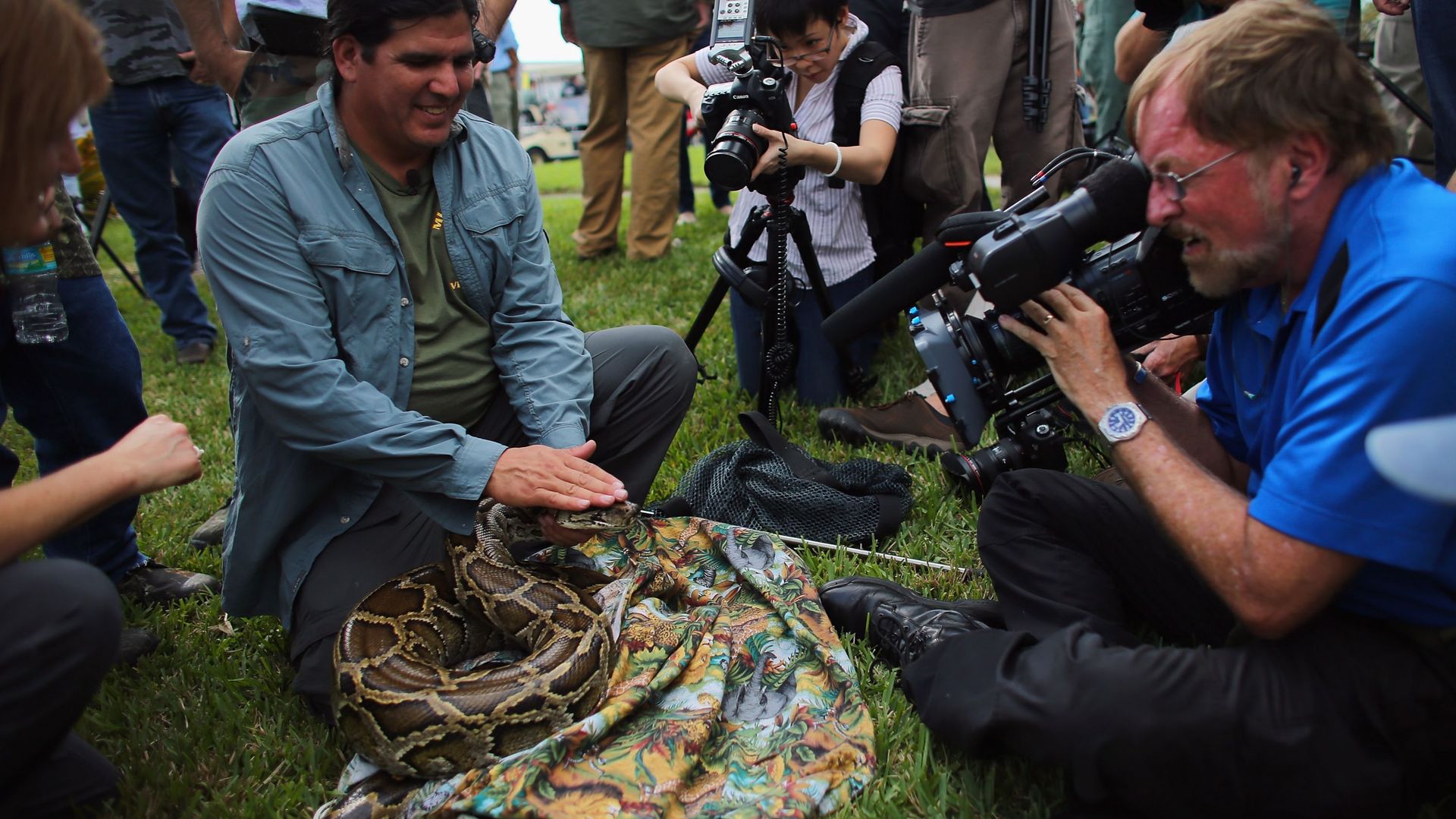 Chasse aux pythons birmans dans les Everglades: 68 capturés et tués ...