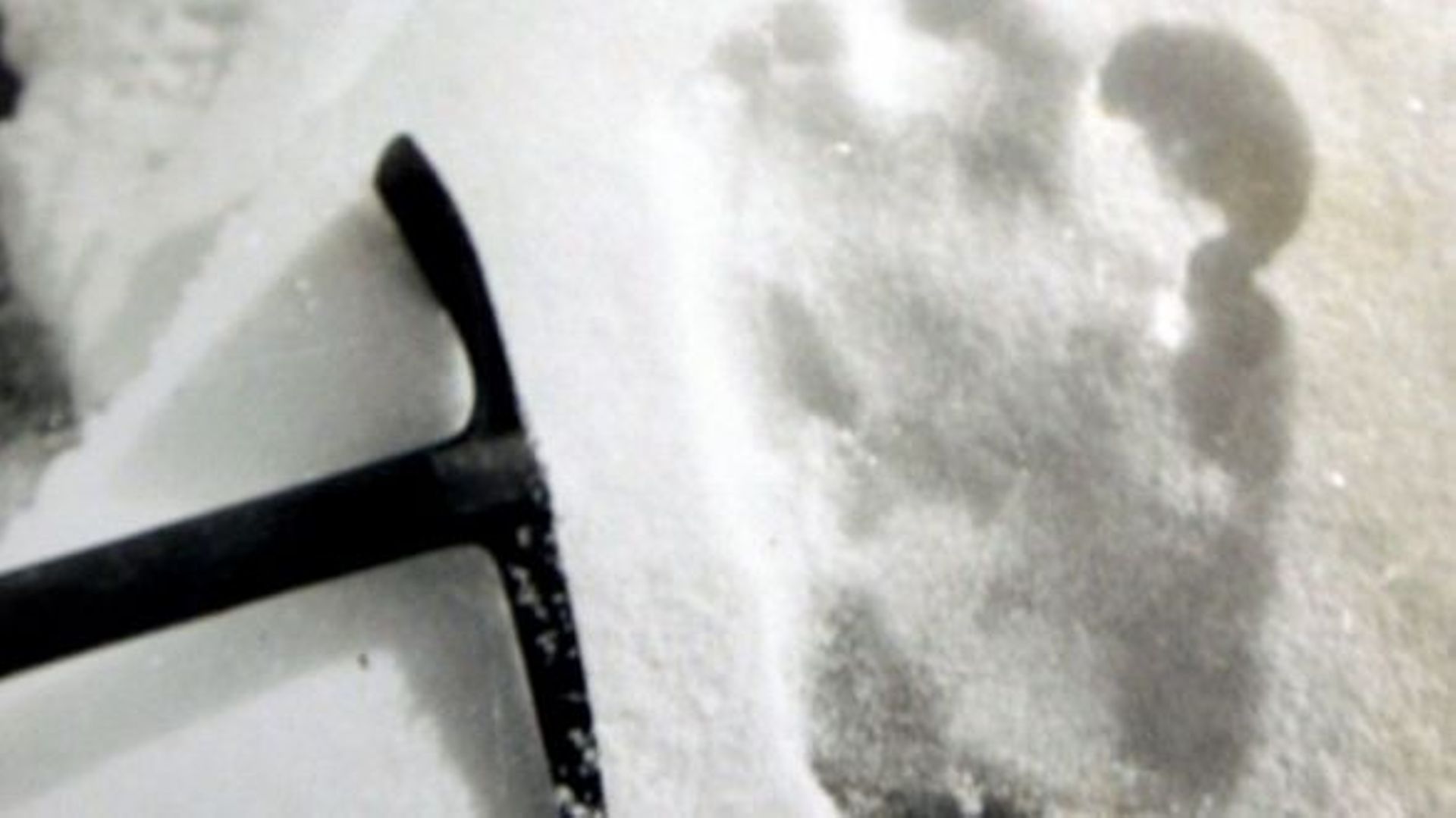 Des poils du yéti sont analysés en Grande-Bretagne - RTBF Actus