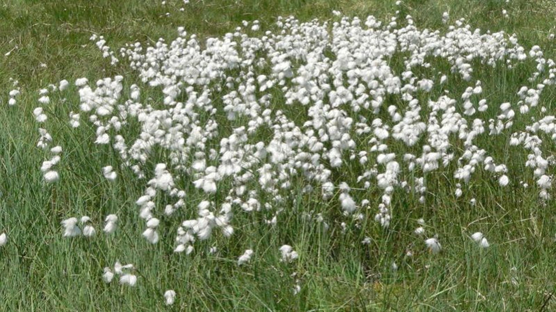Construction de quatre digues d'ennoiement dans la forêt de Stoumont ...
