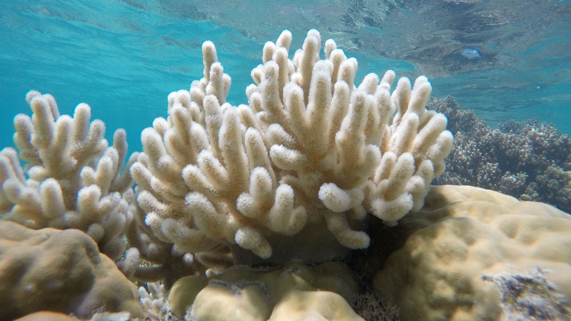 Indonésie : un ornithologue belge découvre une nouvelle espèce d'oiseau ...