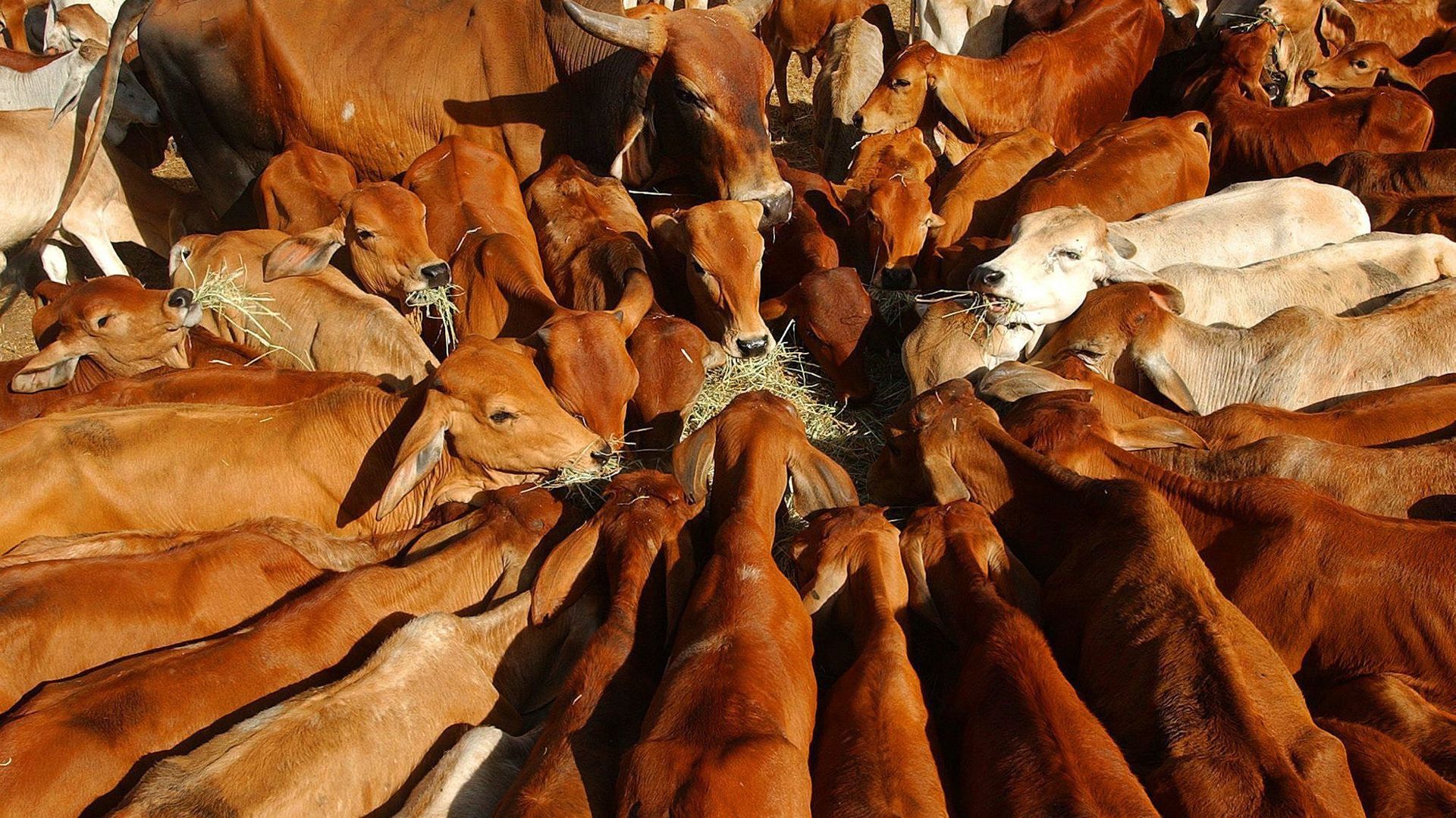 Australie: les vaches tuent chaque année plus de personnes que les ...