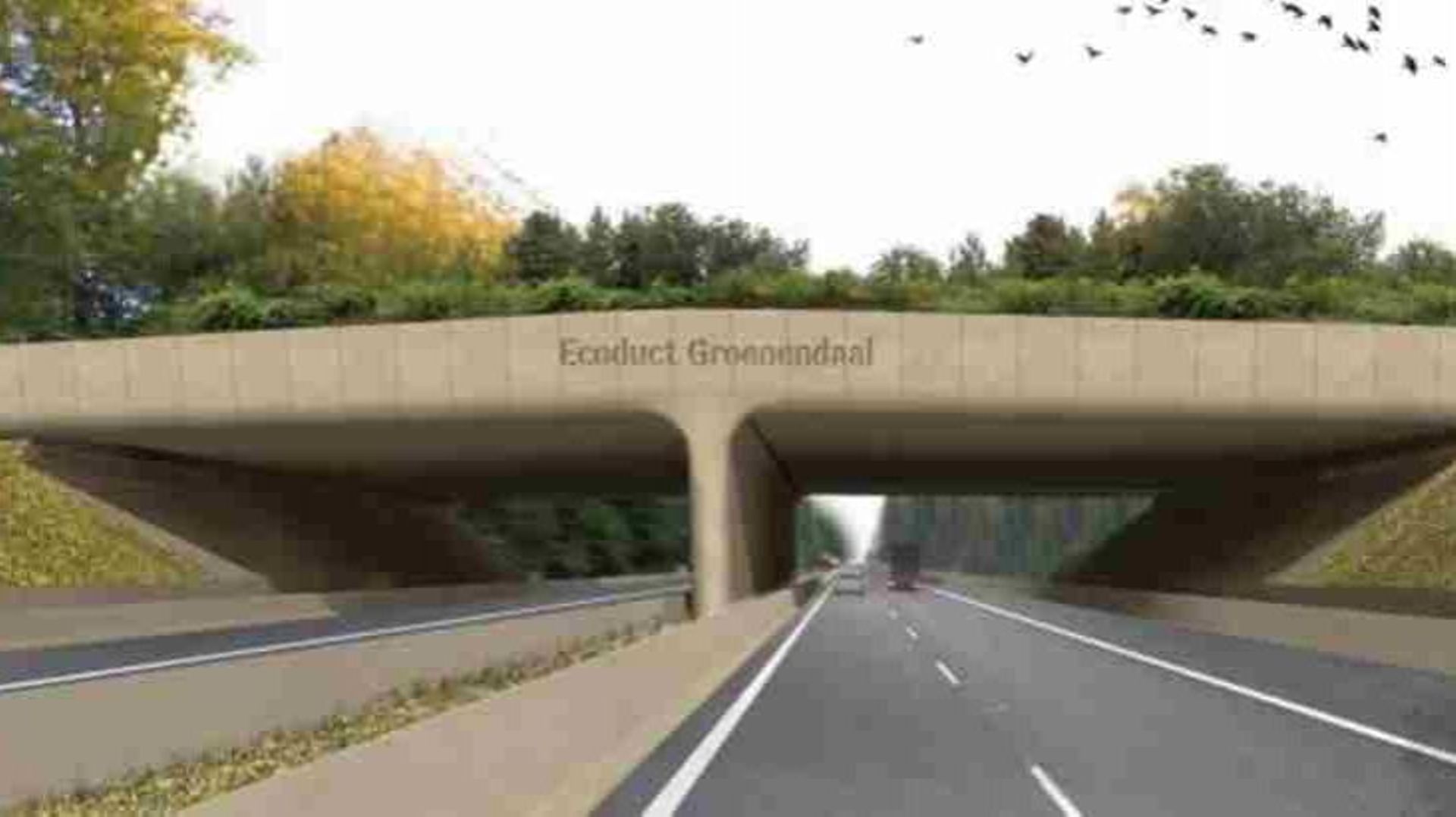 L'ecoduc de Groenendael: un passage pour la faune de la Forêt de ...