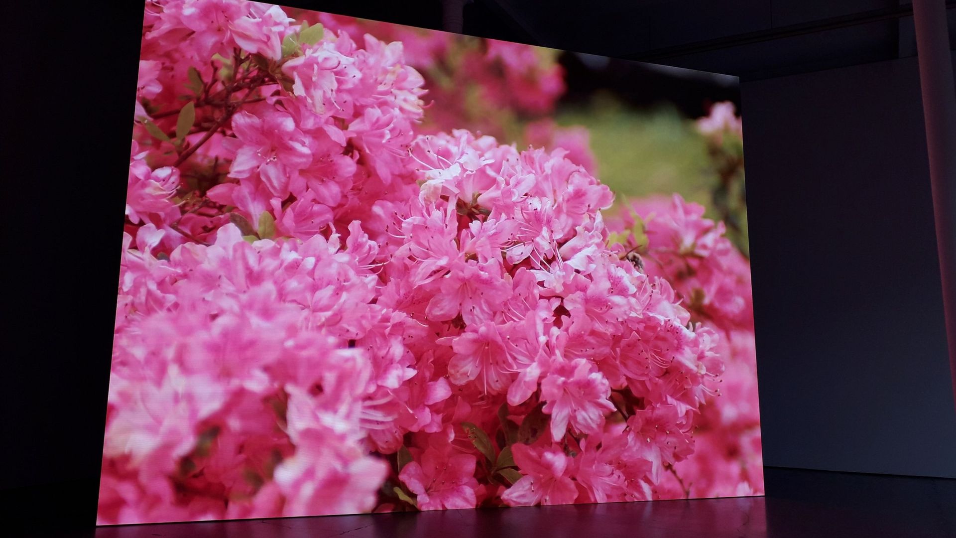 Birdsong, l'exposition de David Claerbout à découvrir à la galerie ...