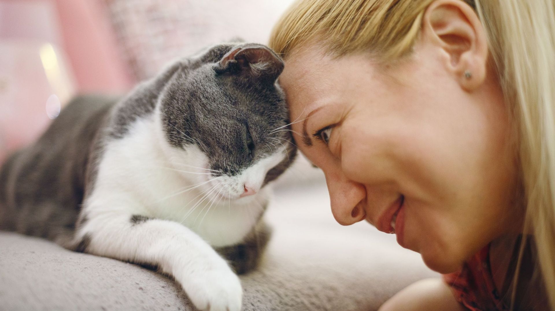 Pourquoi l’être humain devrait-il suivre la philosophie… du chat ...