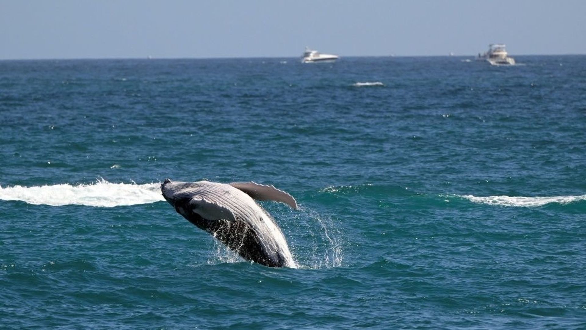 Mer du Nord : un rorqual commun vivant aperçu pour la première fois ...
