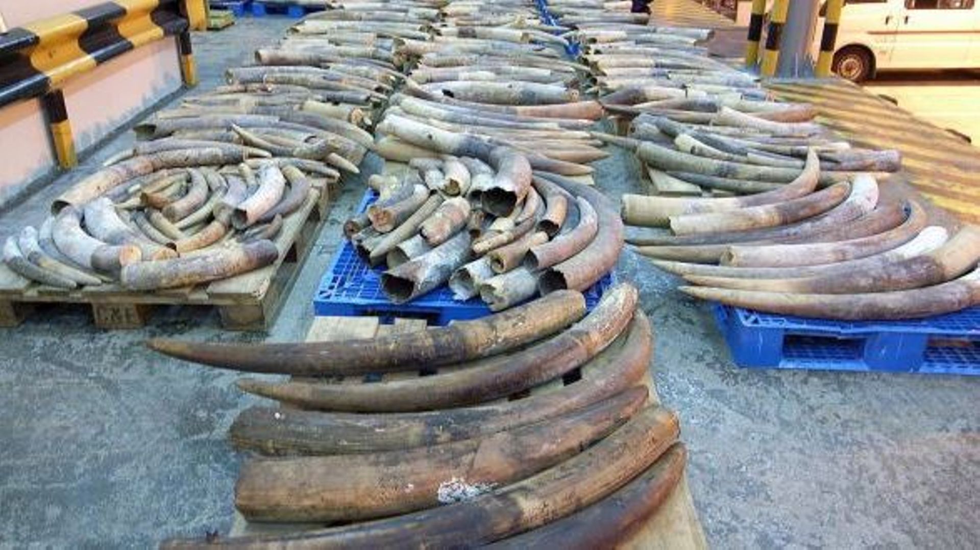 Le Cameroun est en train de subir un véritable massacre de ses ...