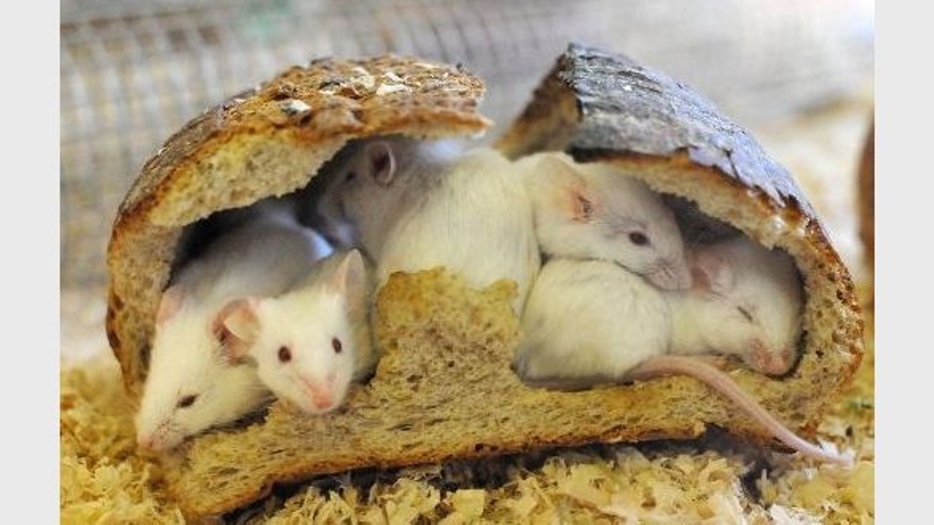 Une souris immunisée, nouvel espoir contre le cancer - RTBF Actus