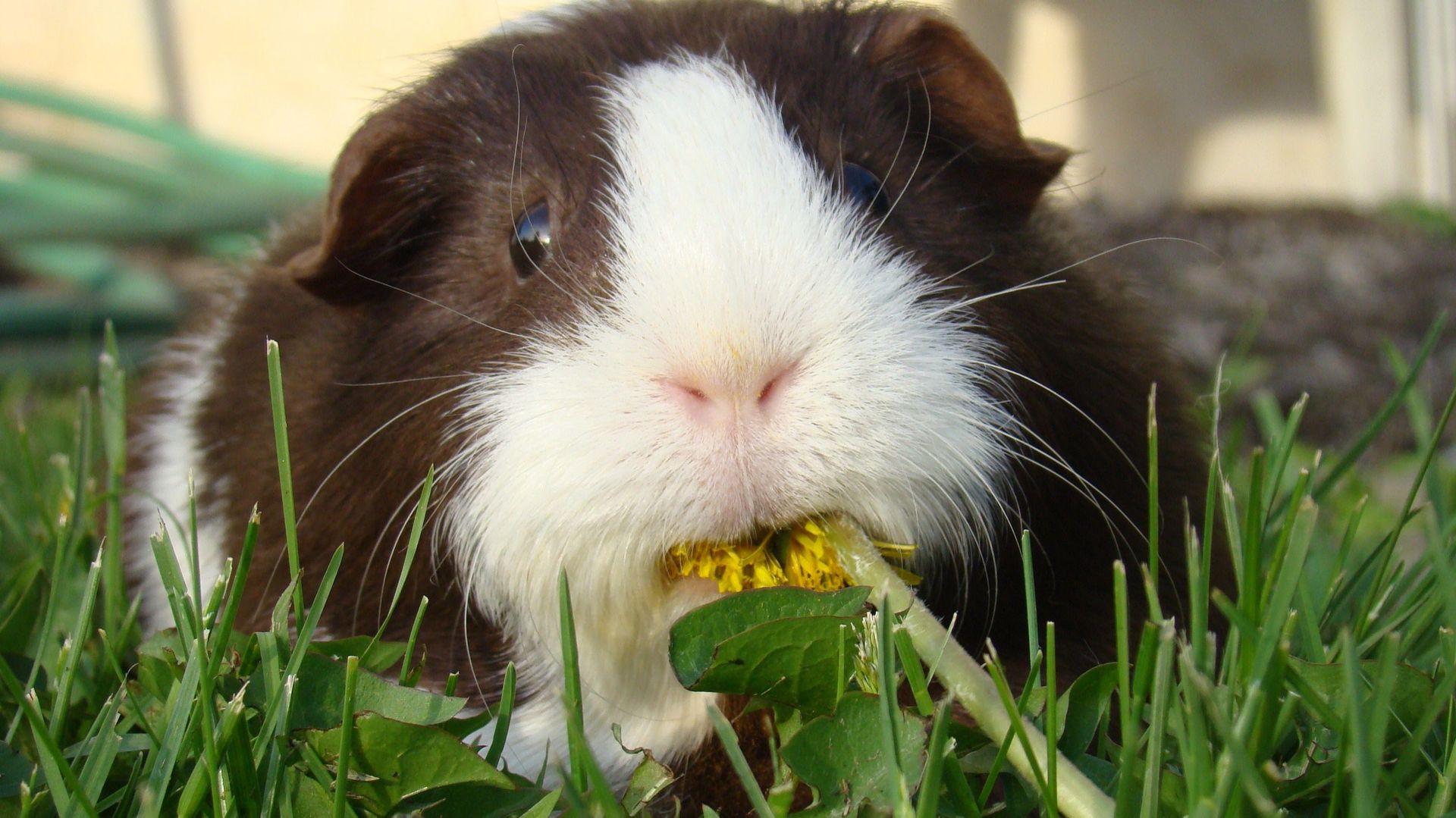 Le cobaye, un NAC idéal… - RTBF Actus