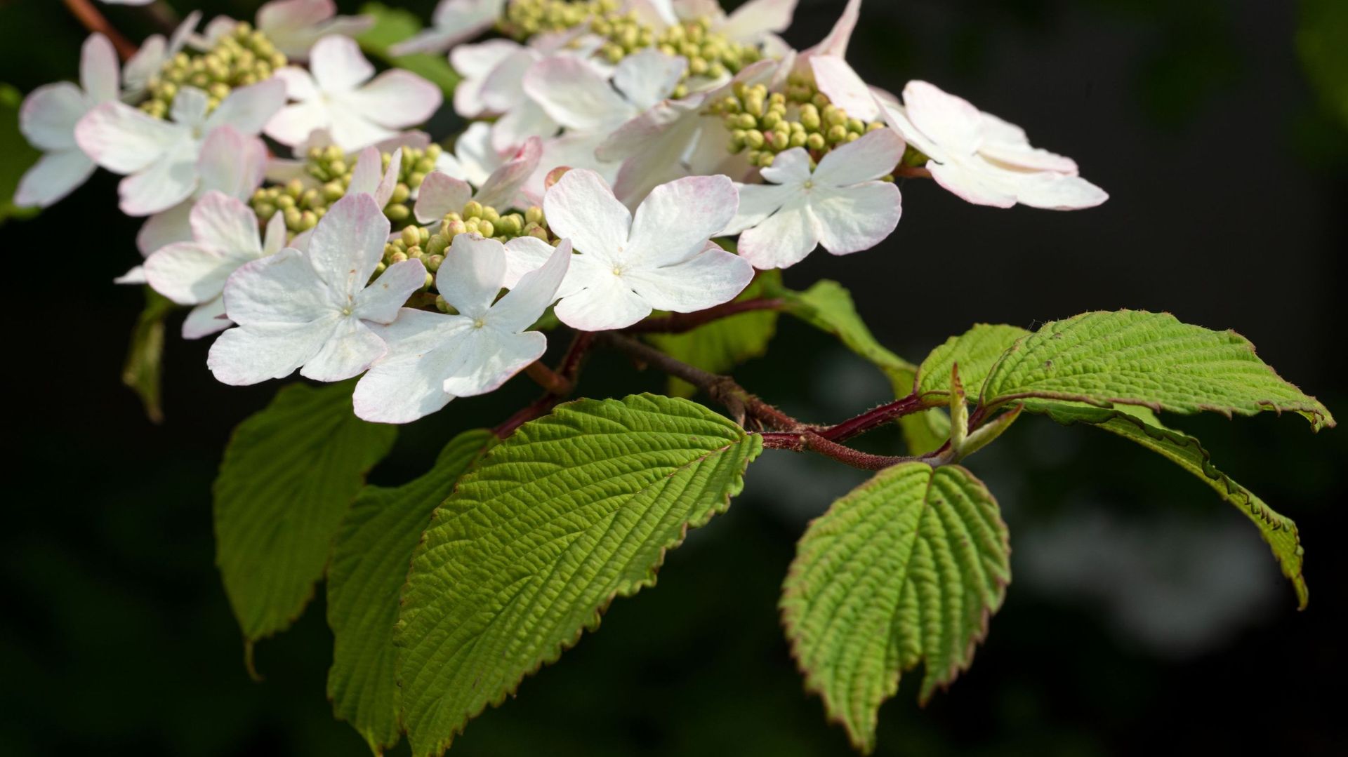 Les viornes (Viburnum), des arbustes à la floraison printanière ou ...