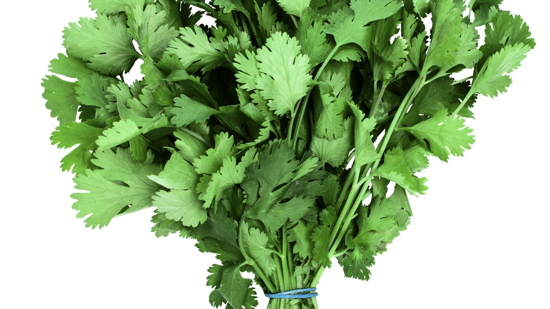 Tout savoir sur les... persils ! - RTBF Actus