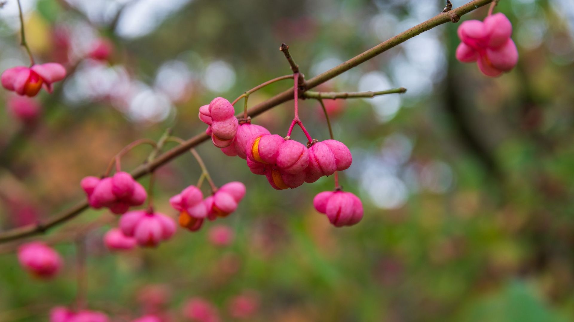 Fusains à feuillage caduc : nos 5 arbustes préférés pour l'automne ...