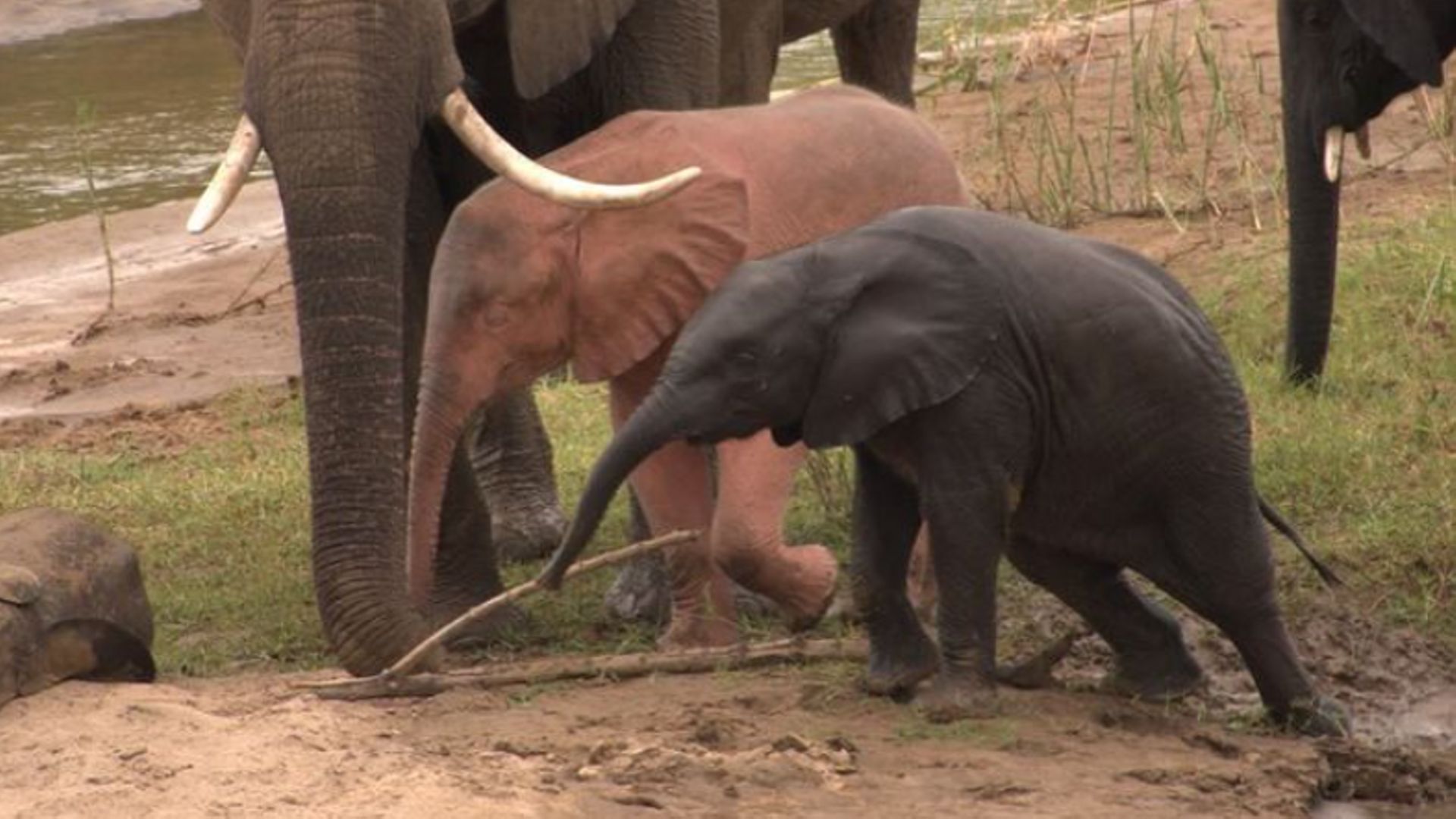 Un exceptionnel éléphant rose photographié dans un parc national d ...