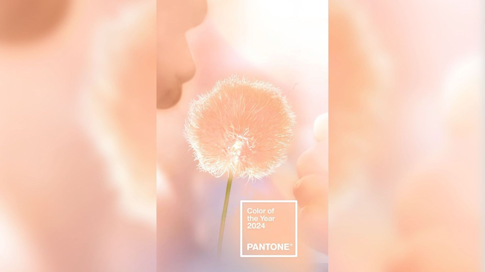 'Peach Fuzz' : la couleur Pantone de l'année 2024 en déco - RTBF Actus