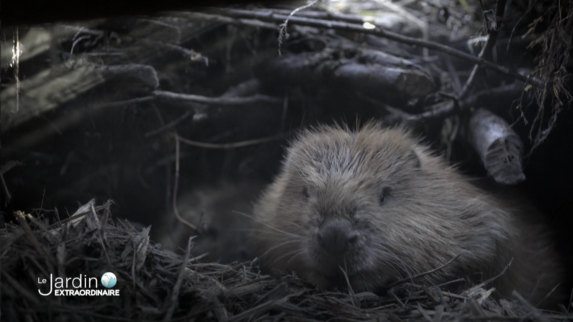 A la rencontre des castors