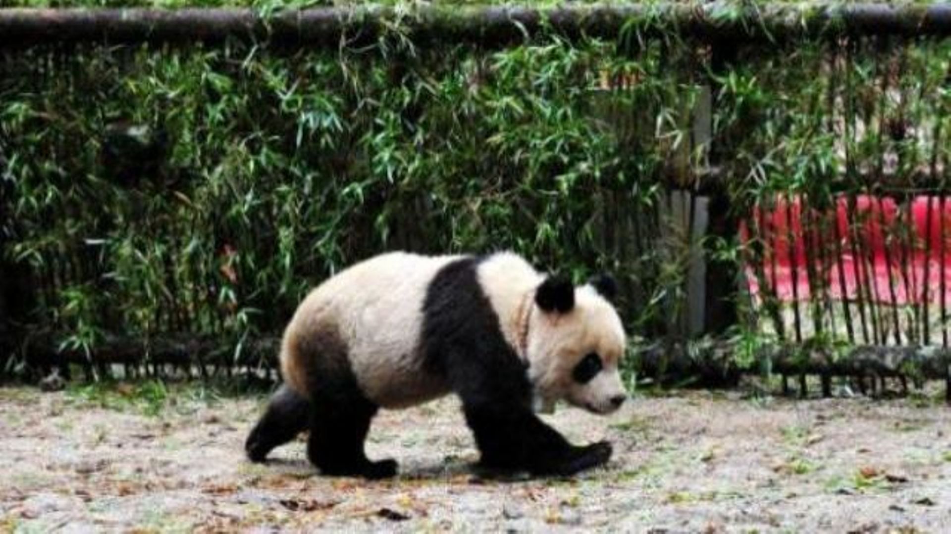Le bébé panda du zoo de Washington est mort d'une maladie du foie - rtbf.be