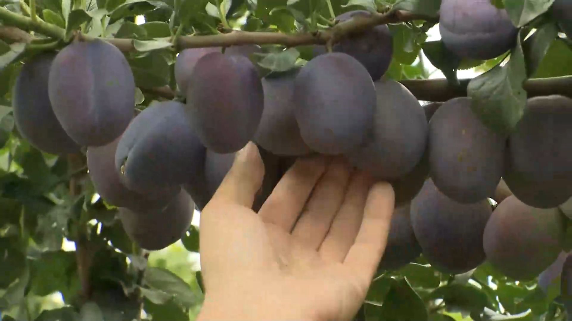 La récolte des prunes a débuté : elles sont sucrées à souhait - RTBF Actus