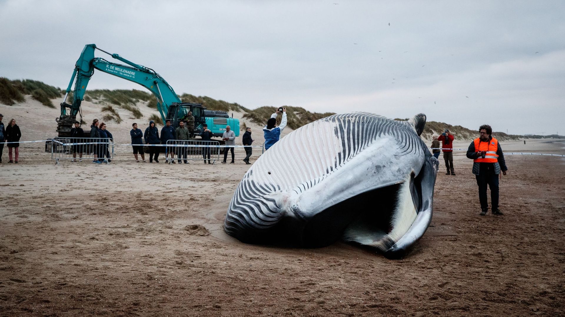 Le rorqual échoué sur la plage du Coq est mort de causes naturelles ...