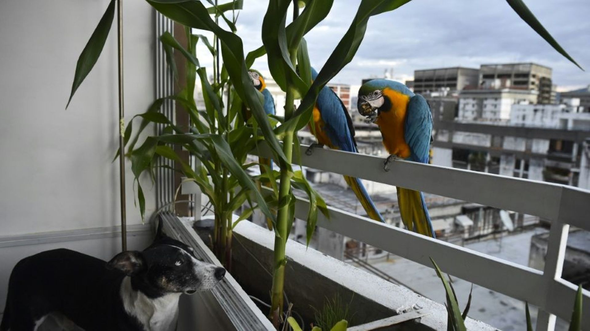 Les perroquets qui rougissent d'émotion, un nouveau mystère animalier ...