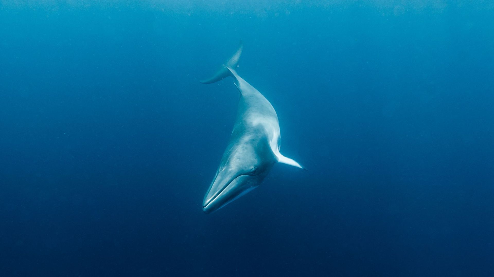 Mer du Nord : un rorqual commun vivant aperçu pour la première fois ...