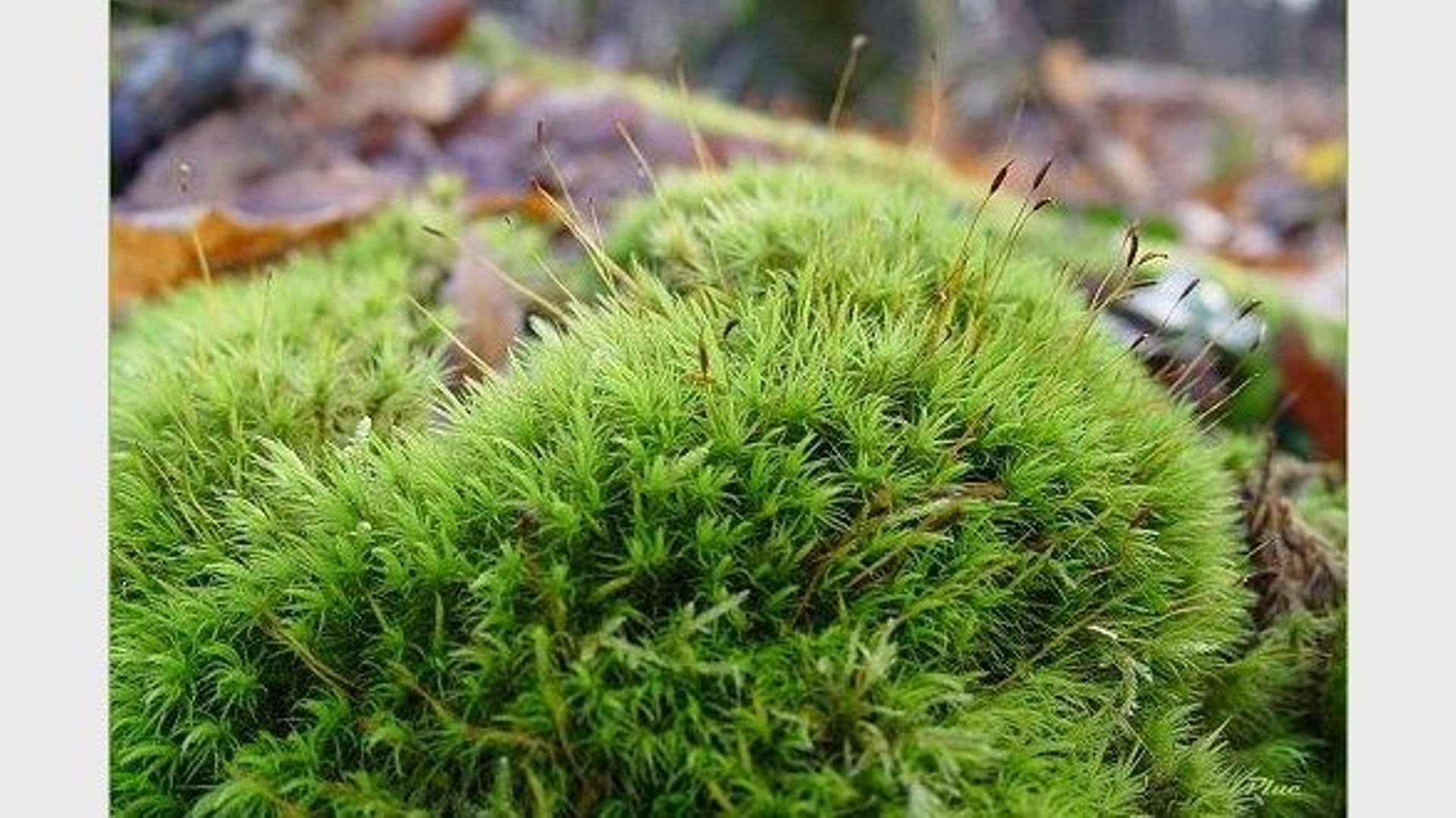 Planète Eté : les mousses