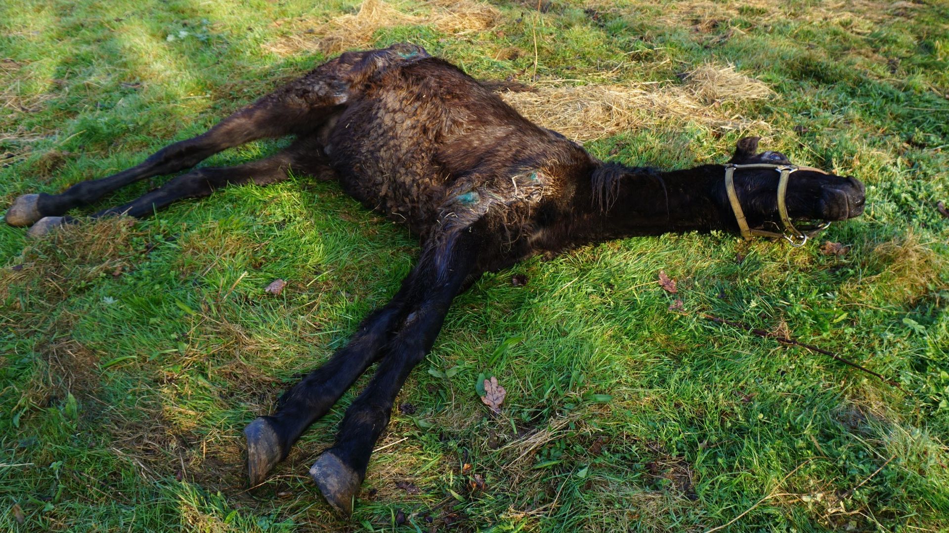 Septante chevaux négligés et des autorités locales désemparées à ...