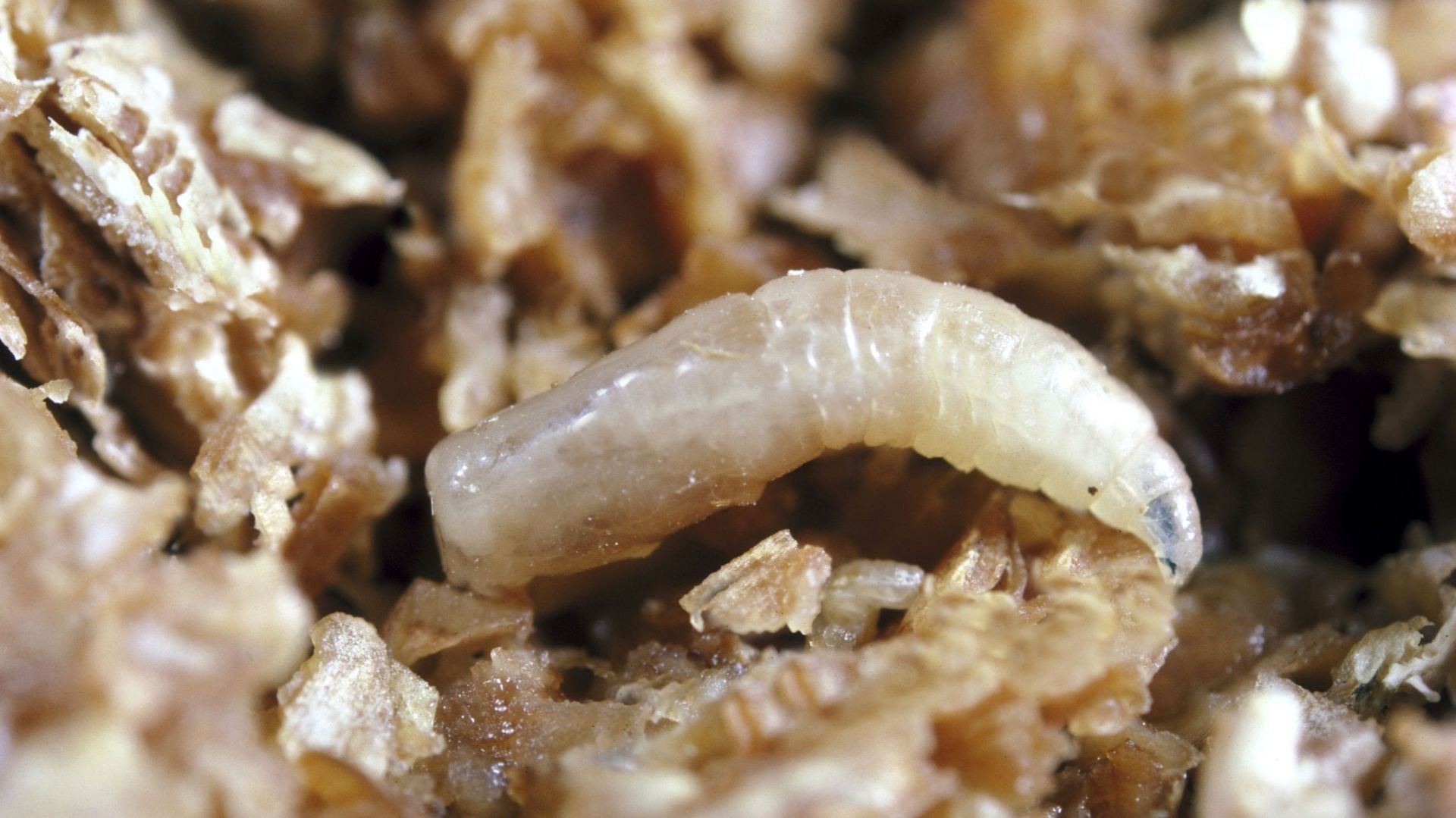 Asticothérapie : traiter les plaies avec des larves de mouche - RTBF Actus