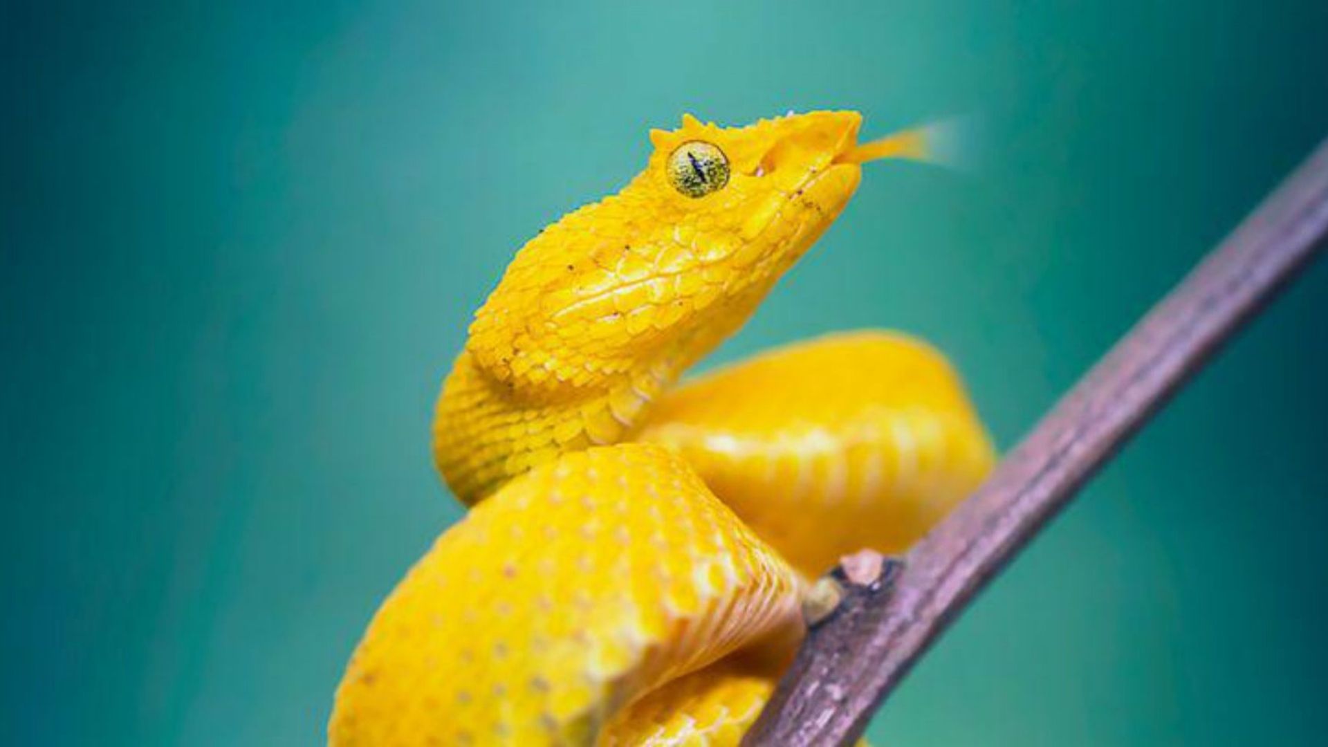 Une centaine d'animaux venimeux pour l'expo Poison au Muséum des ...