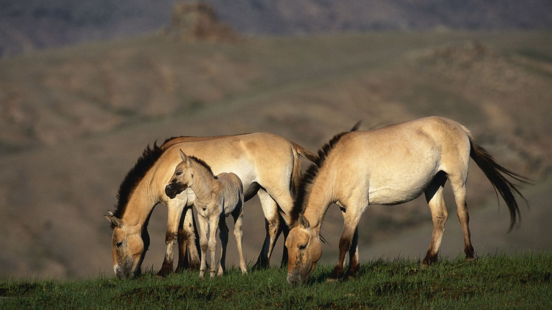 Lozère : 5 animaux insolites à observer dans le Parc National des ...