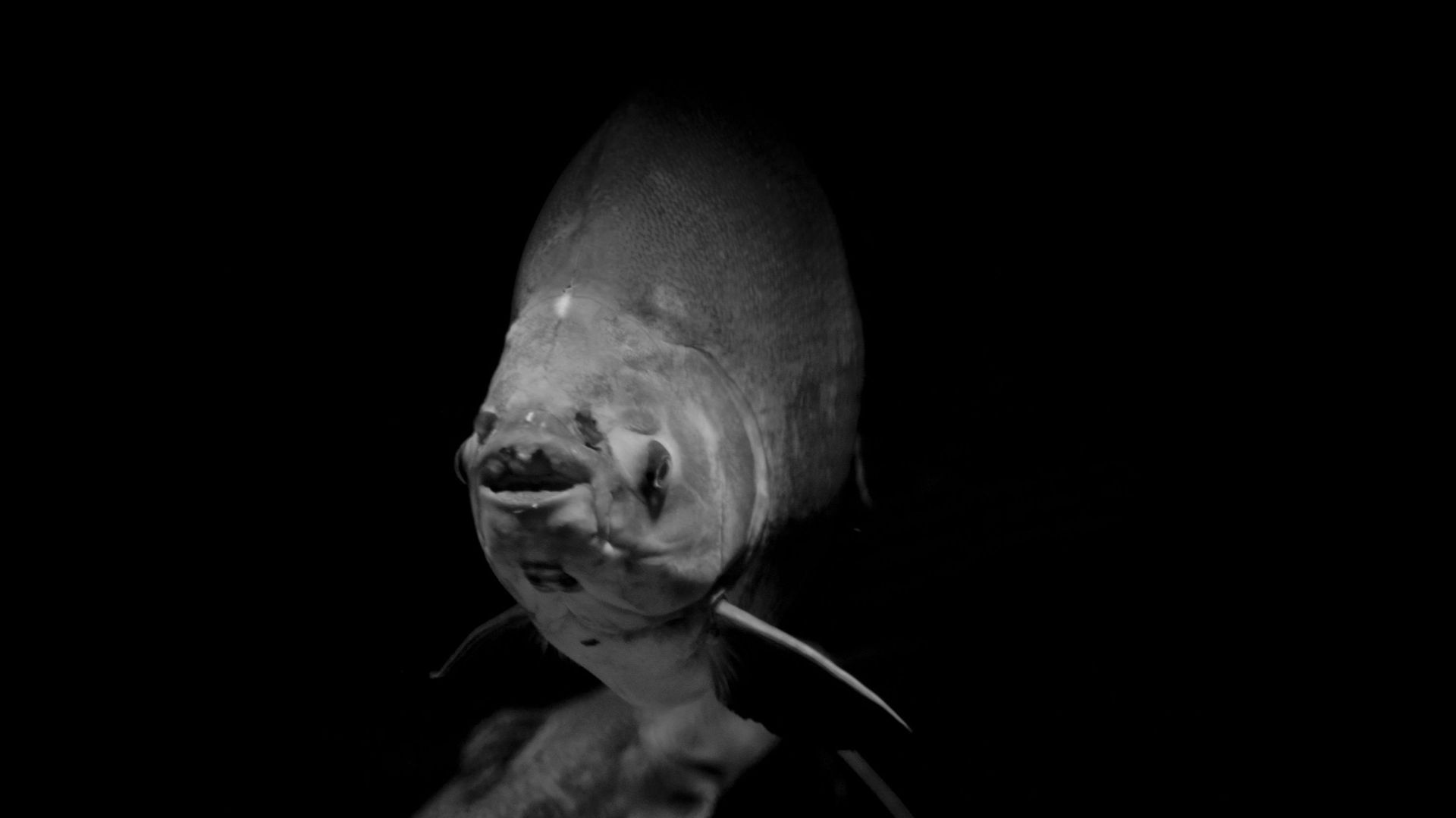 Découverte exceptionnelle : un poisson des profondeurs échoue sur une ...