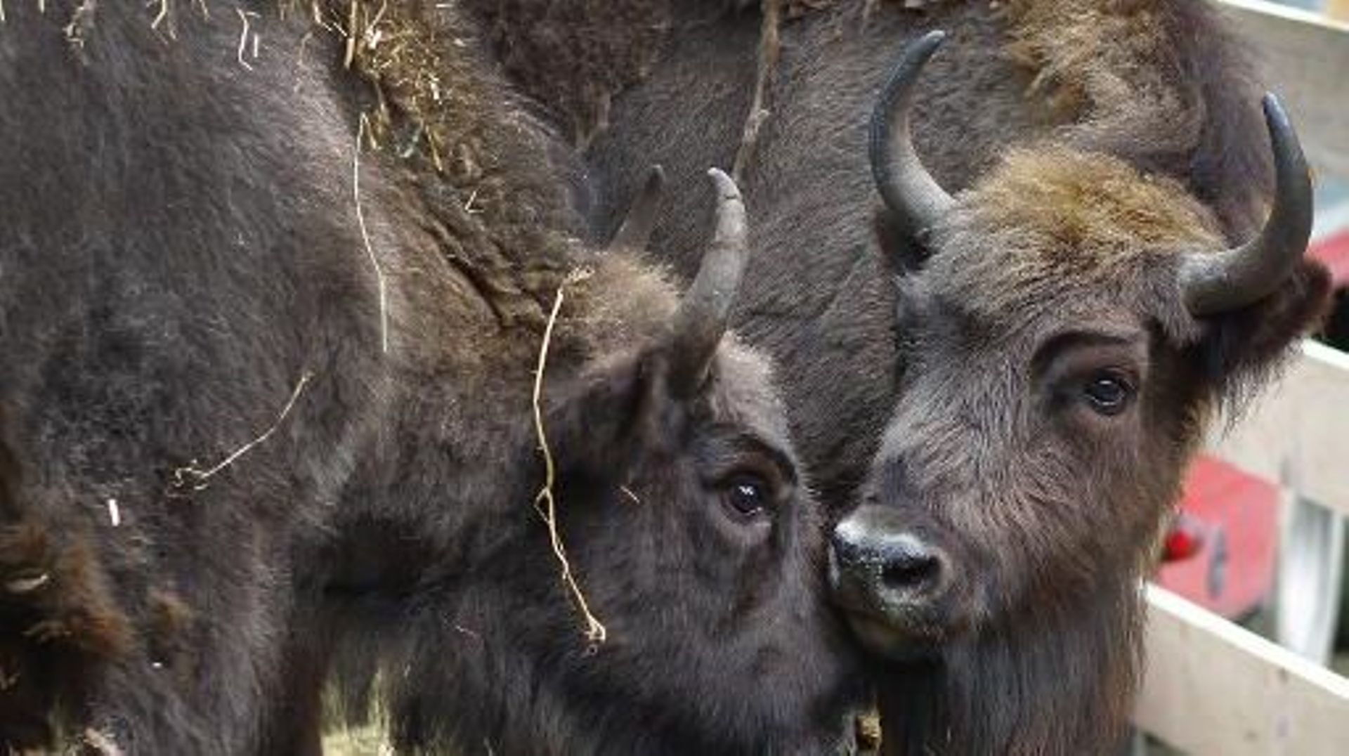 Réintroduction des bisons en Europe: les Grottes de Han y ont participé ...