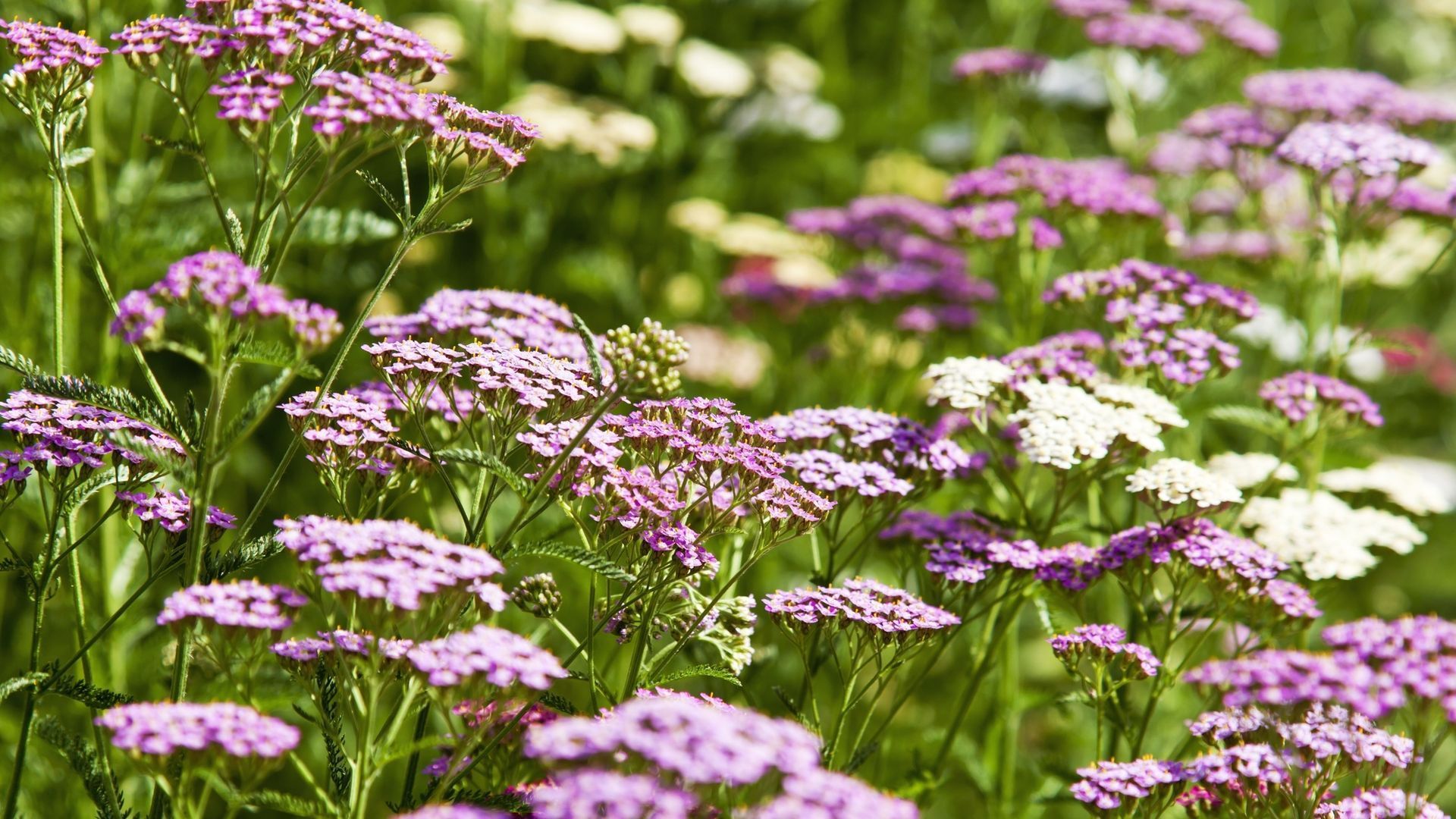 Les plantes indigènes : pourquoi les (re)découvrir et en planter chez ...