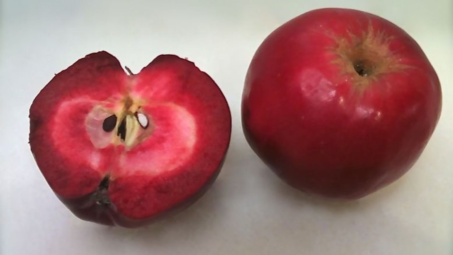 Nouvelle variété de pomme à jus rouge à Aubel - rtbf.be