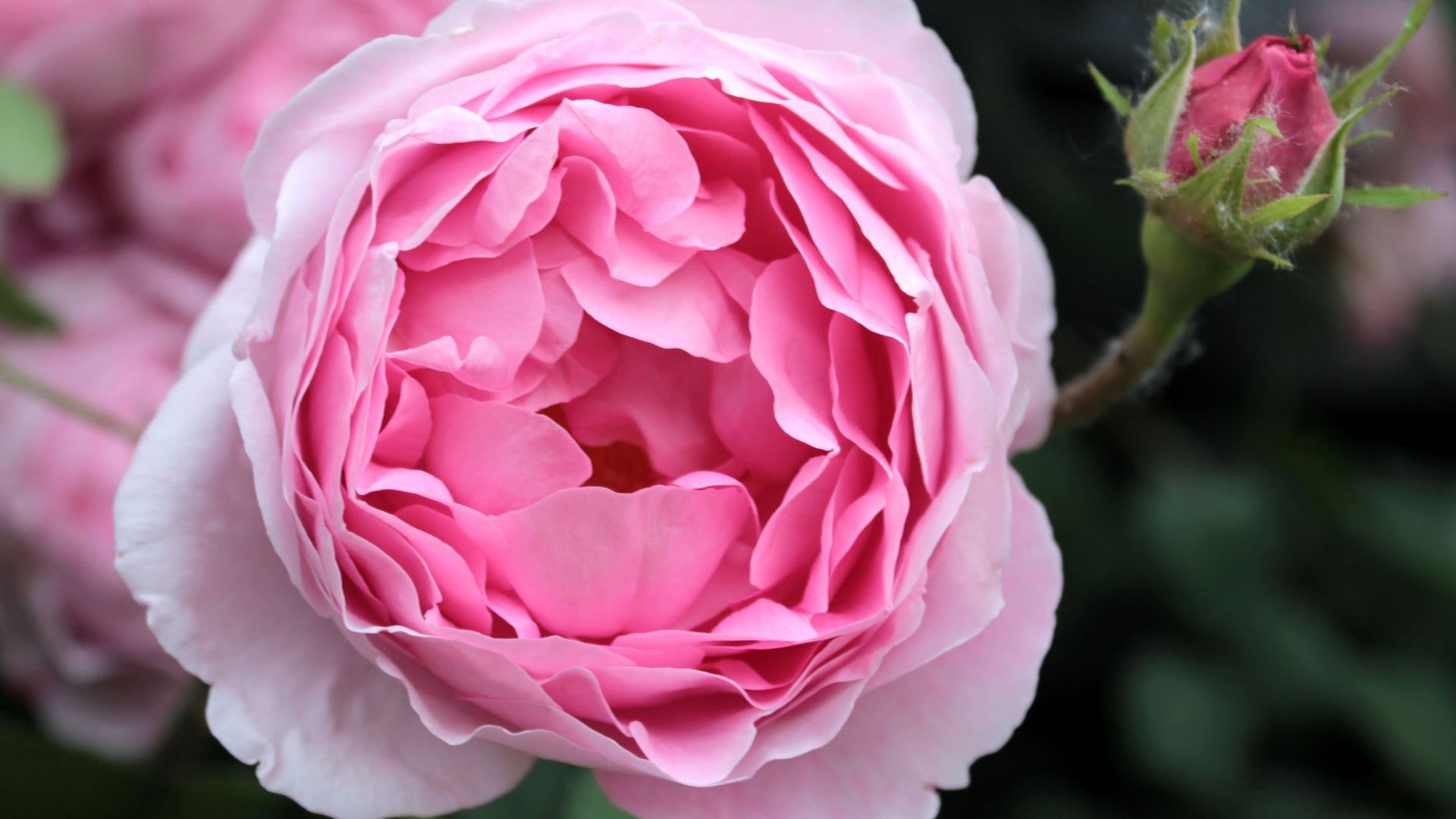 Promenade dans le jardin ombragé de Gilbert, un grand amoureux des ...
