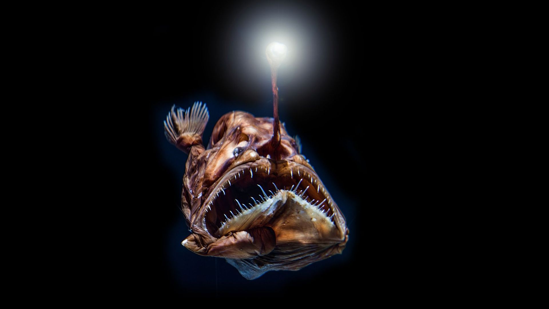 Diable noir : quel est ce poisson des abysses aperçu aux Îles Canaries ...