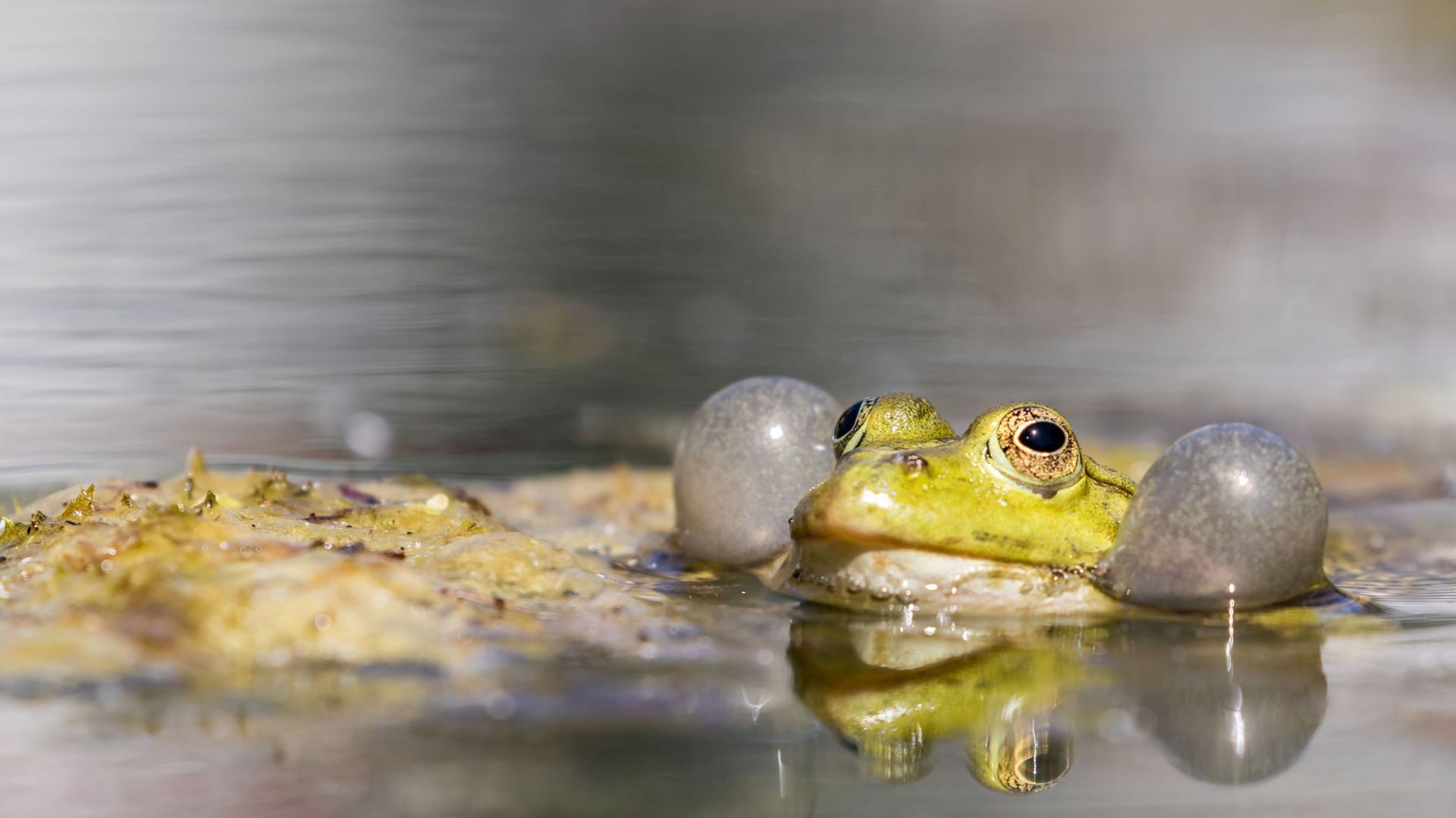 Un début précoce : les batraciens commencent déjà leur migration - RTBF ...