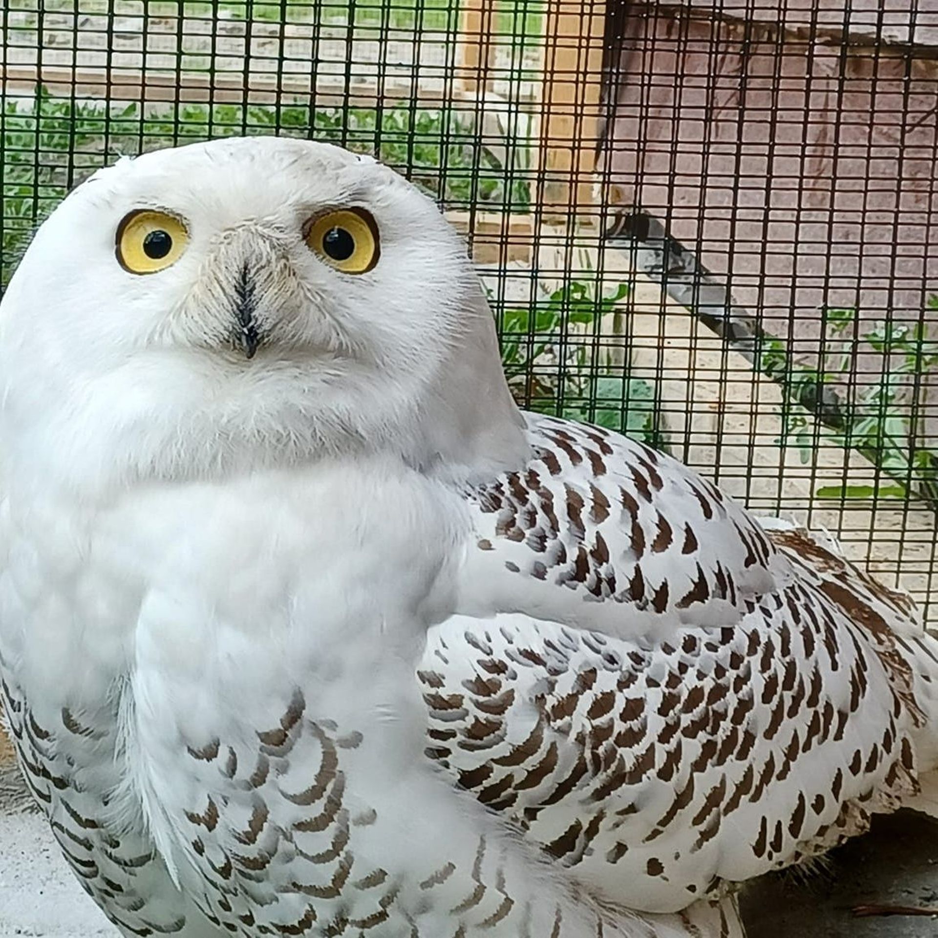 On a visité pour vous le ZooParc de la Vallée de la Sûre à Vaux-sur ...