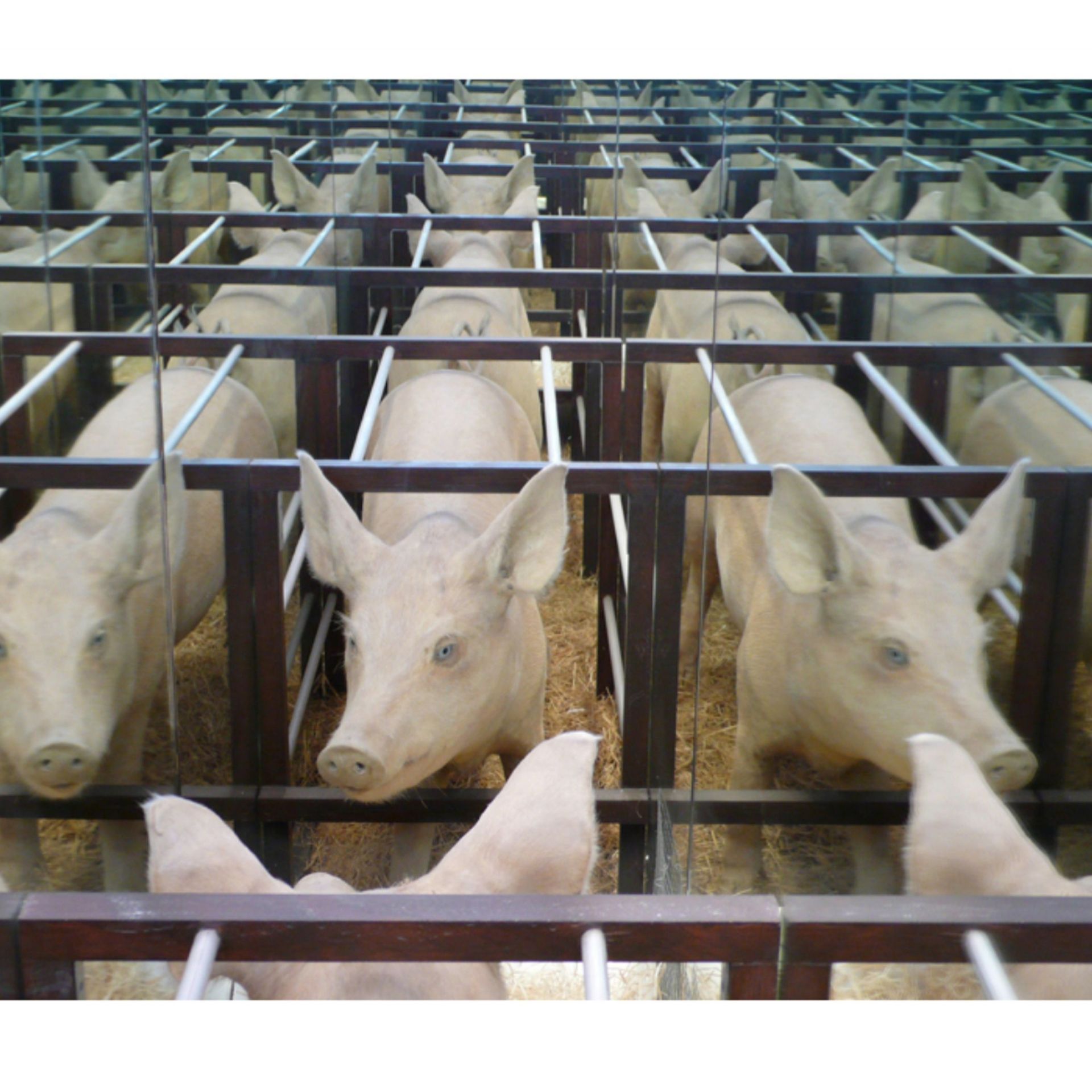 Pascal Bernier à la Belgian Gallery 'Si je regardais le monde sans rien ...